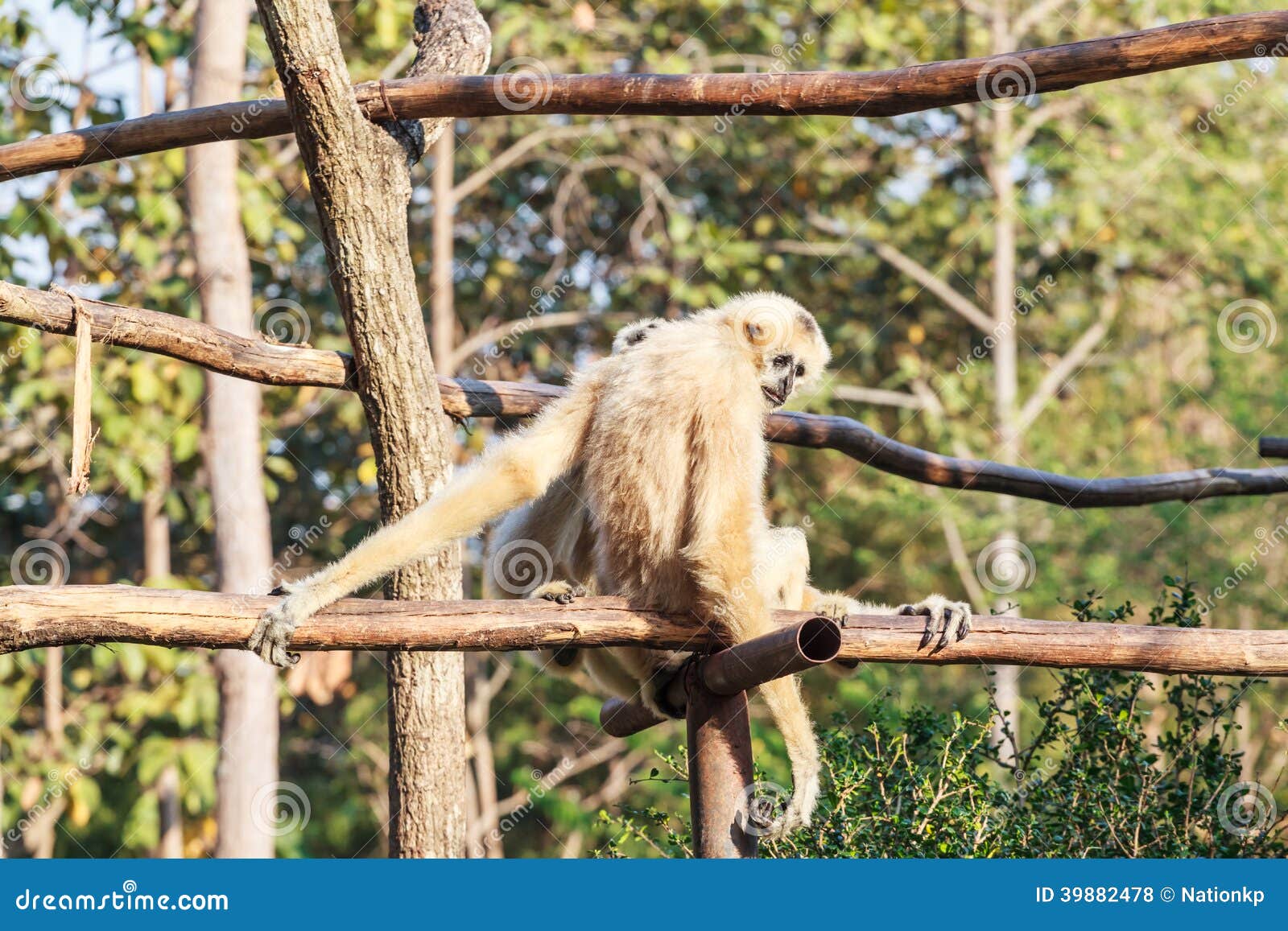 Gibbonson wood railing stock photo. Image of nature, tropical - 39882478