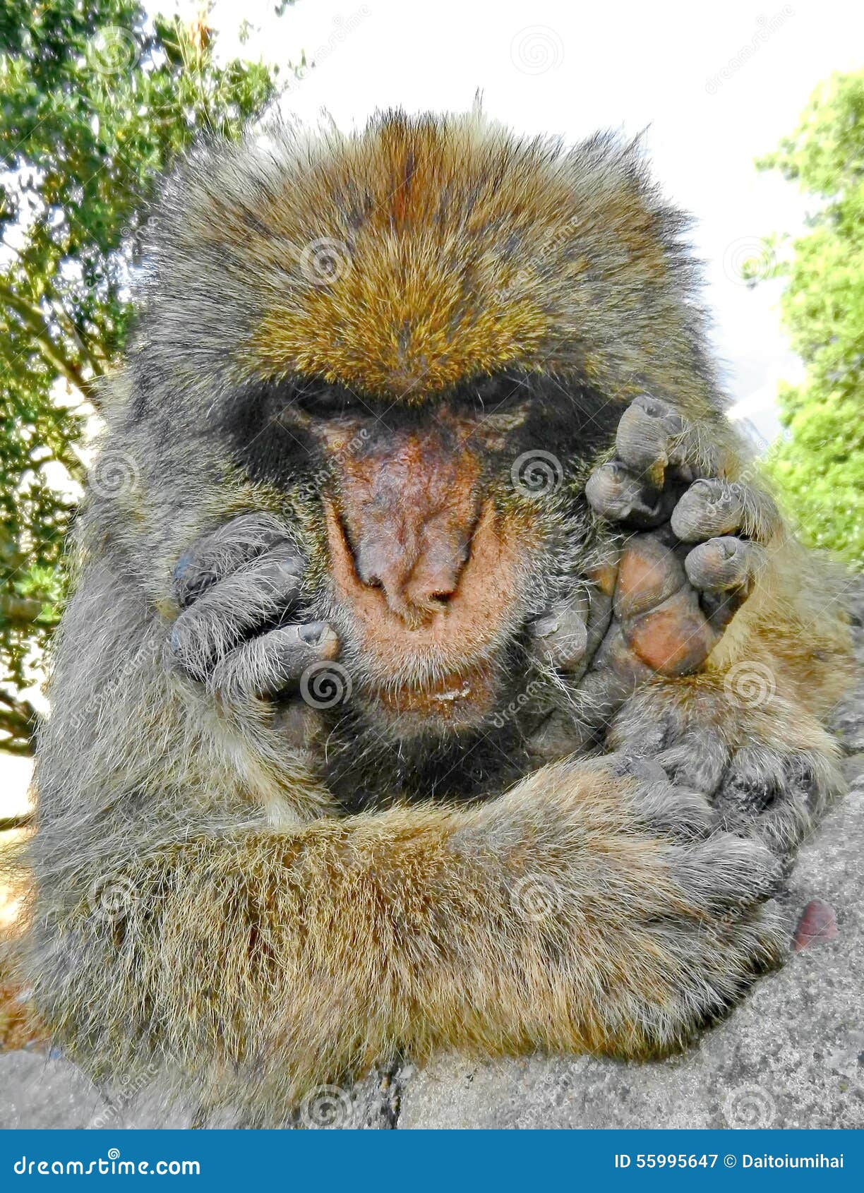 Gibraltar apes stock image. Image of cityscape, gibralfaro - 55995647