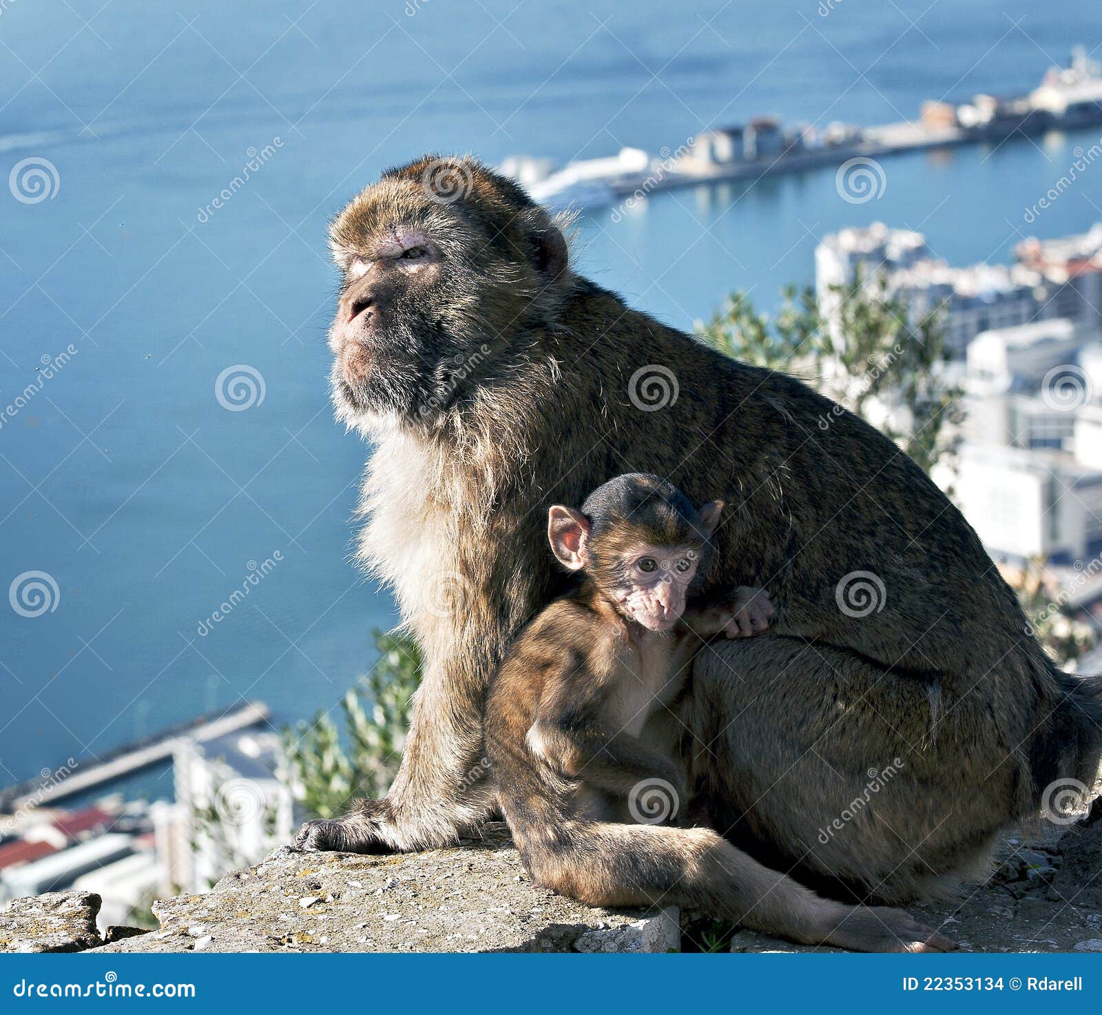 Gibraltar Barbary Apes stock photo. Image of beautiful - 22353134
