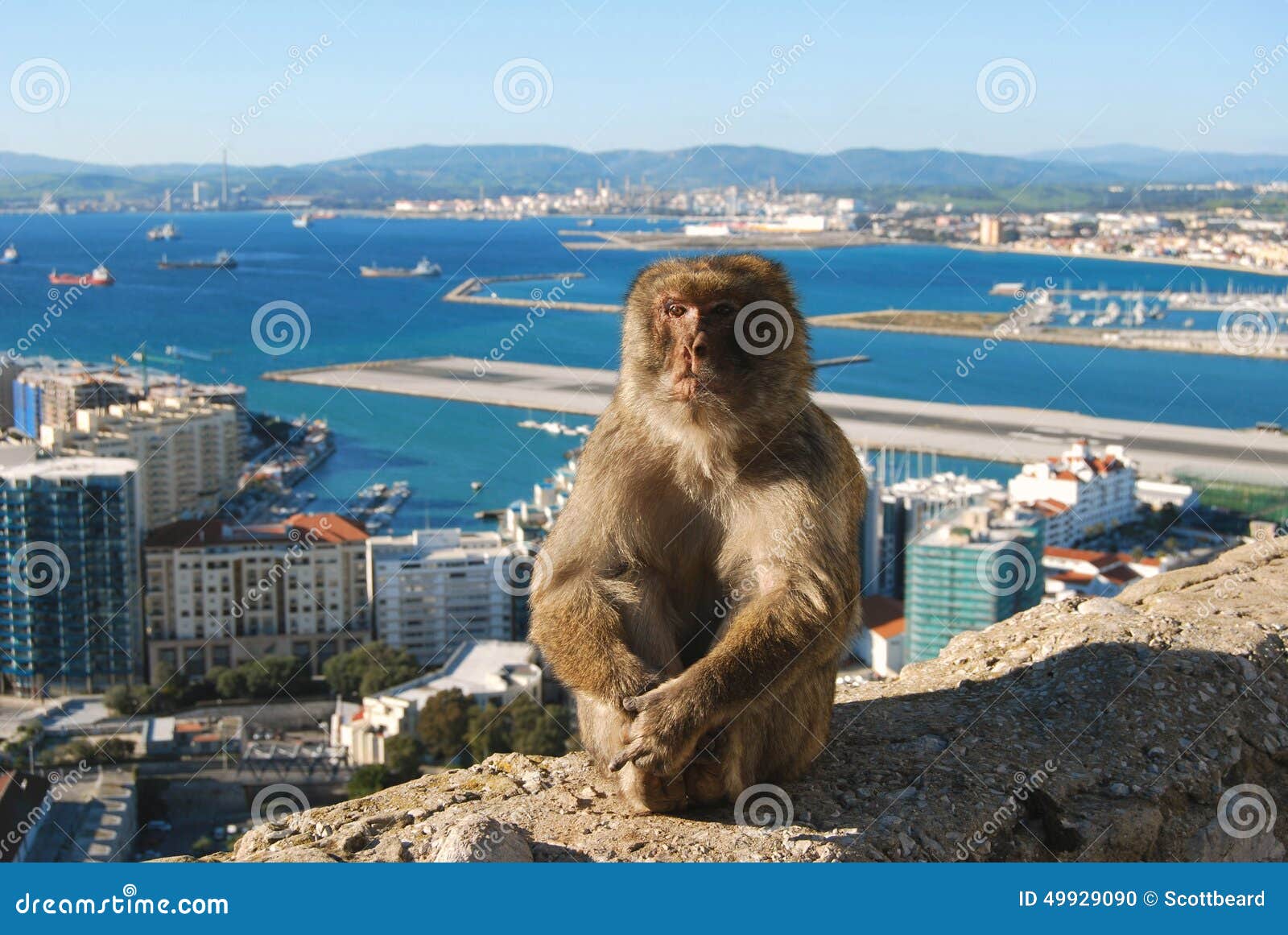 Gibraltar Barbary Macaque Ape Sitting on Wall Stock Photo - Image of ...
