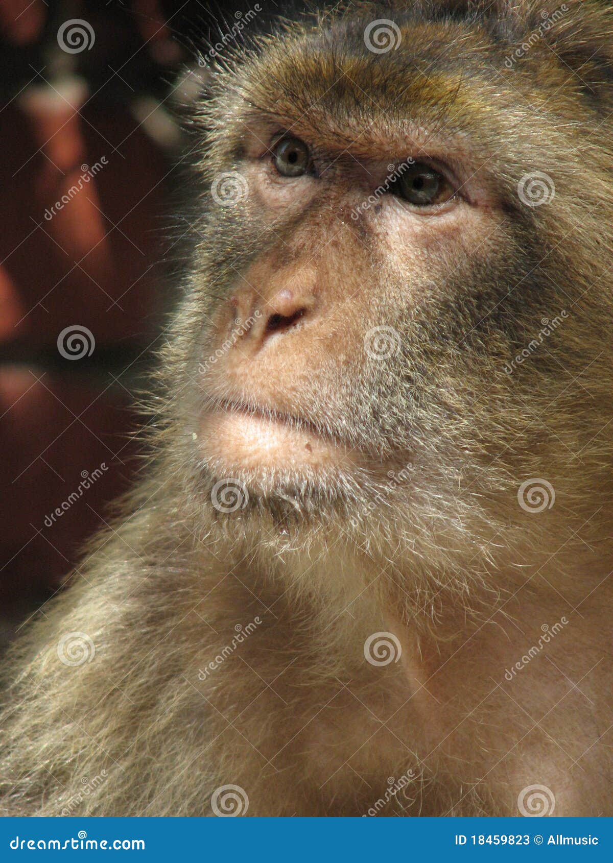 Gibraltar Monkey stock image. Image of animals, animal - 18459823