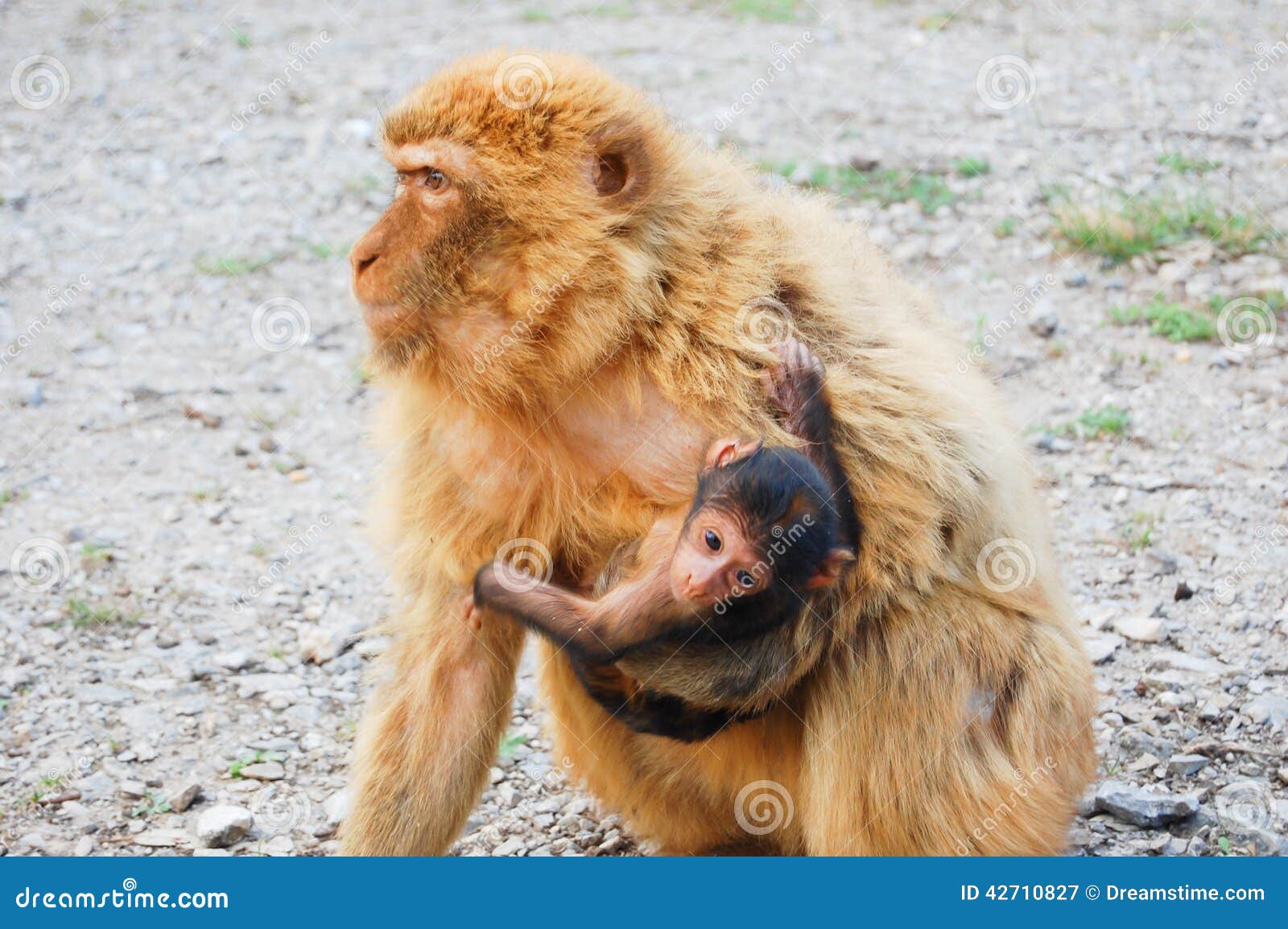 Gibraltar Monkey with His Baby Stock Image - Image of female ...