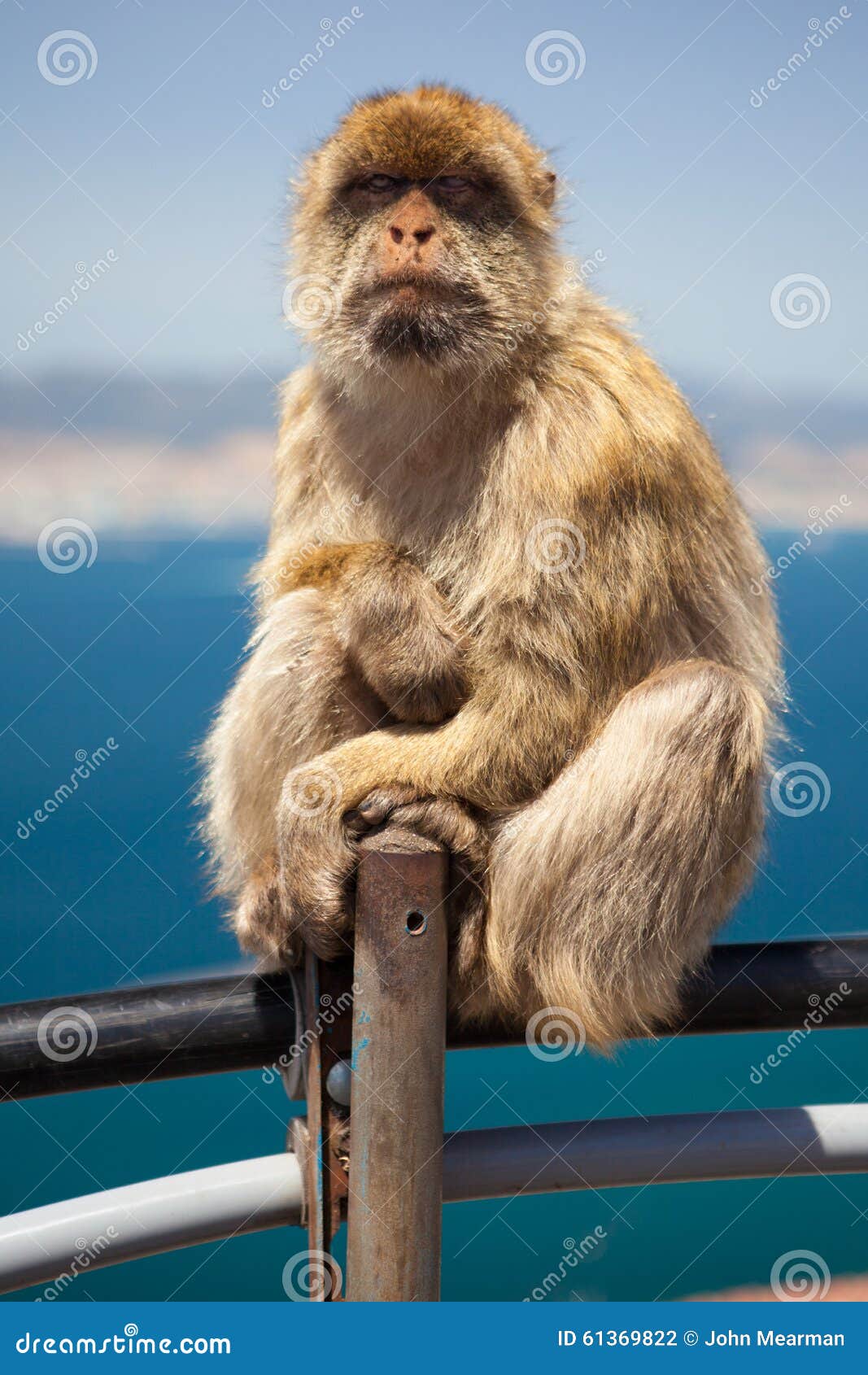 Gibraltar Monkey stock photo. Image of harbor, barbary - 61369822