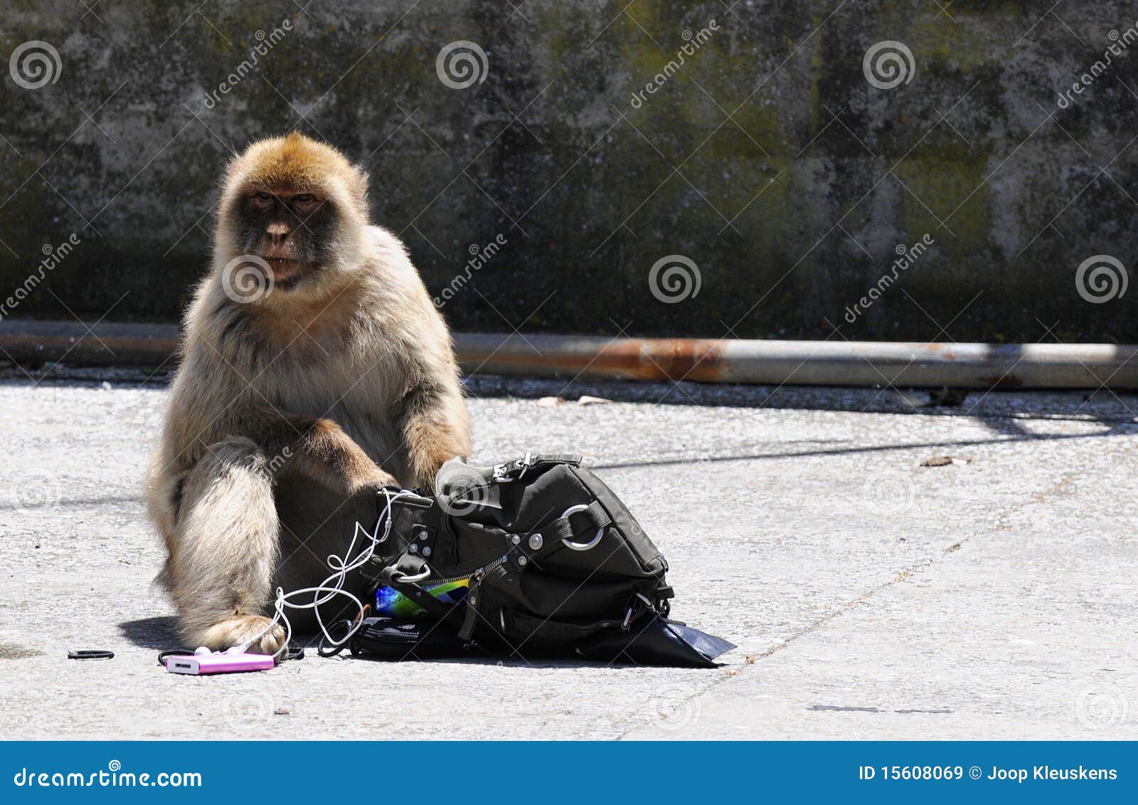 Gibraltar monkey steeling stock image. Image of cute - 15608069