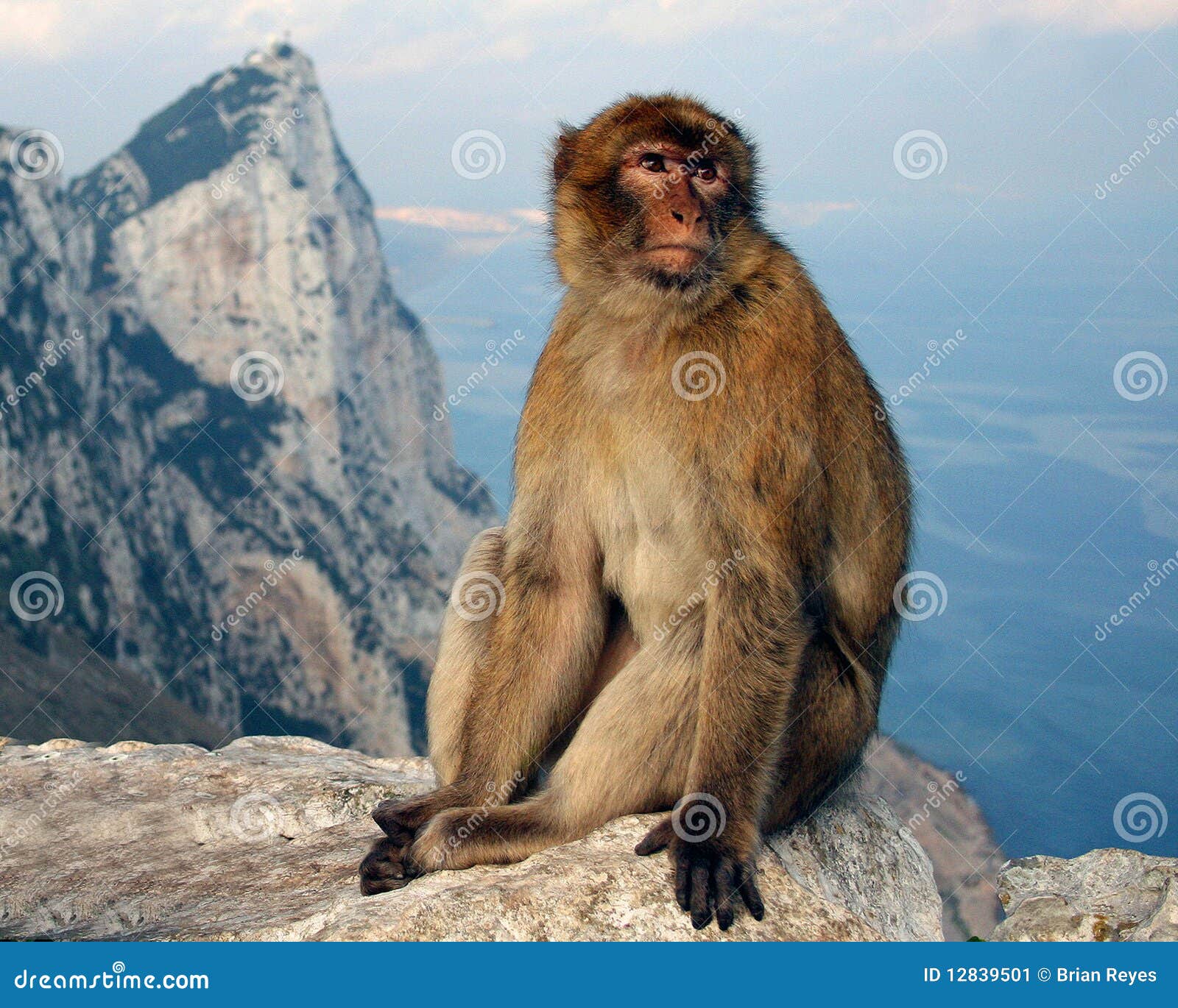 Gibraltar Monkey at Top of the Rock Stock Image - Image of monkey ...