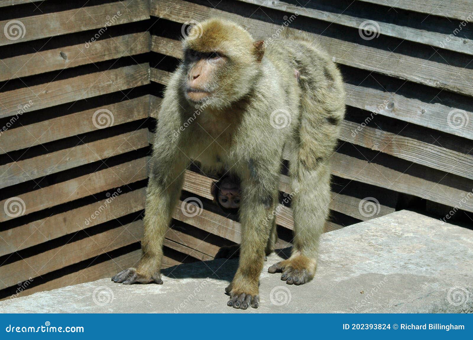 Barbary Macaques or Apes, Gibraltar Stock Photo - Image of monkey ...