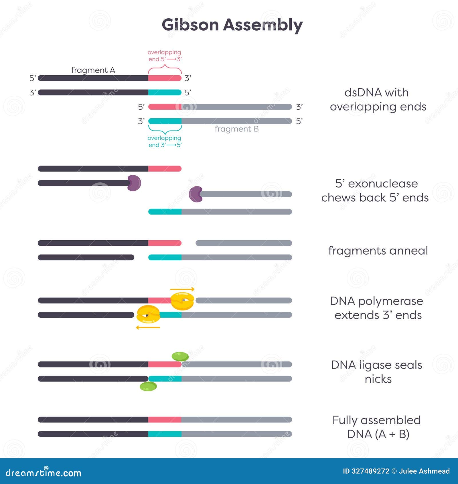 Gibson Assembly Educational Biology Genome Science Graphic Vector ...