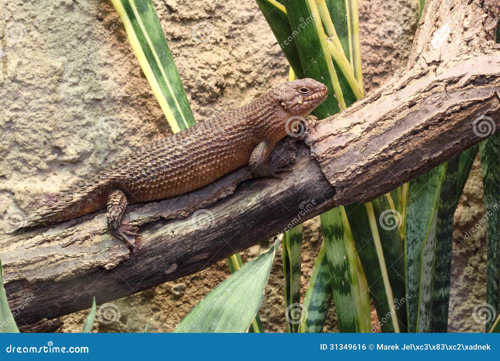 Gidgee Skink photo stock. Image du natures, animal, pointu - 31349616
