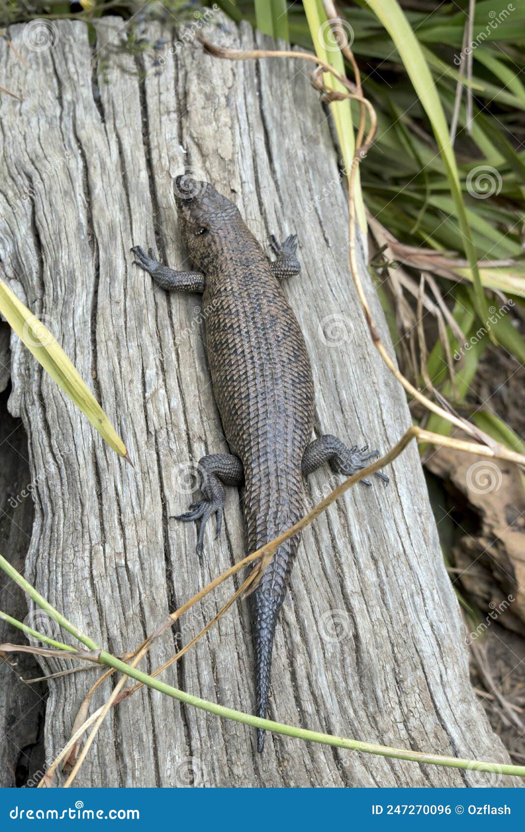 Gidgee Skink Very Rare, Threatened Species. Habitat Central Australia ...