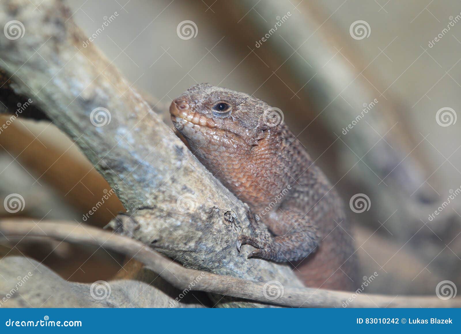 Gidgee Spiny-tailed Skink, Egernia Stokesii, Endemic To Australia. Fat ...