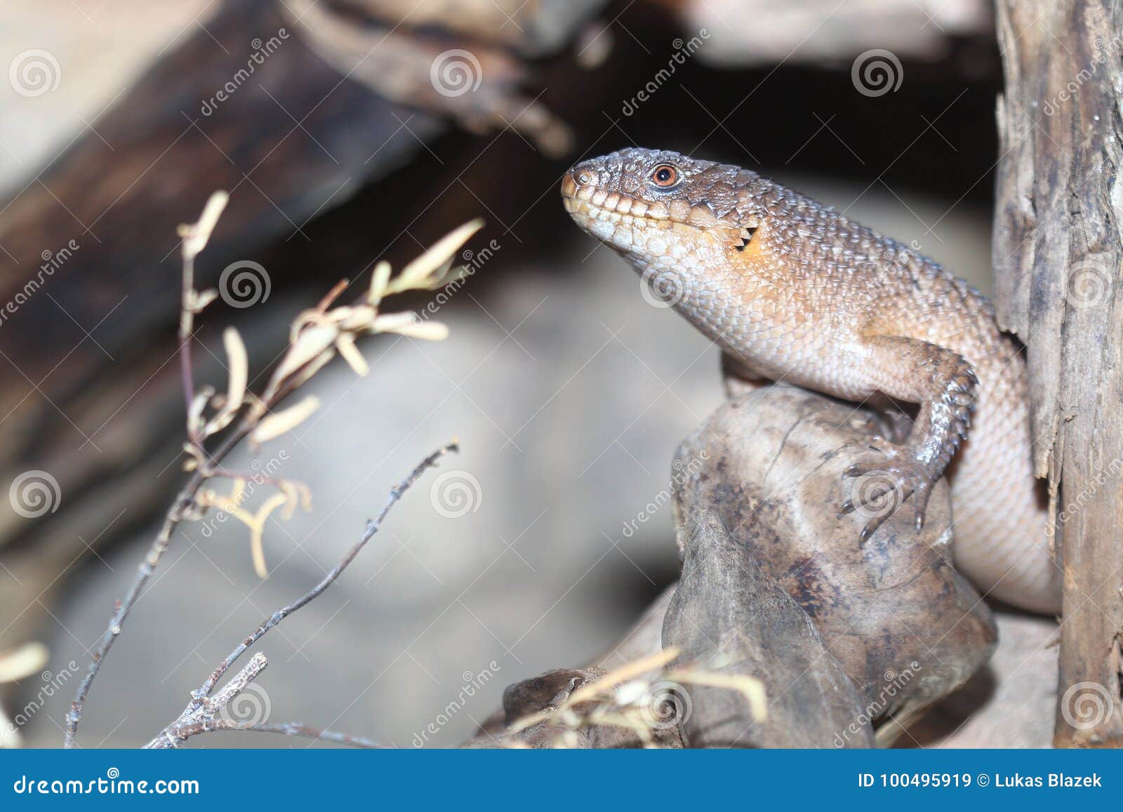 Gidgee Spiny-tailed Skink, Egernia Stokesii, Endemic To Australia. Fat ...