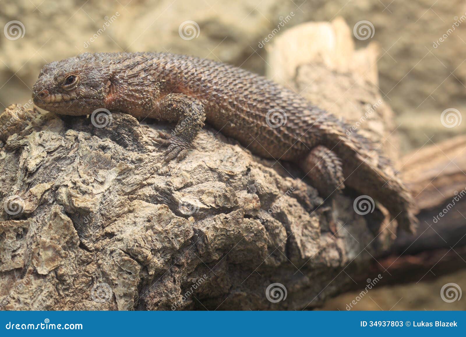 Gidgee Spiny-tailed Skink, Egernia Stokesii, Endemic To Australia. Fat ...