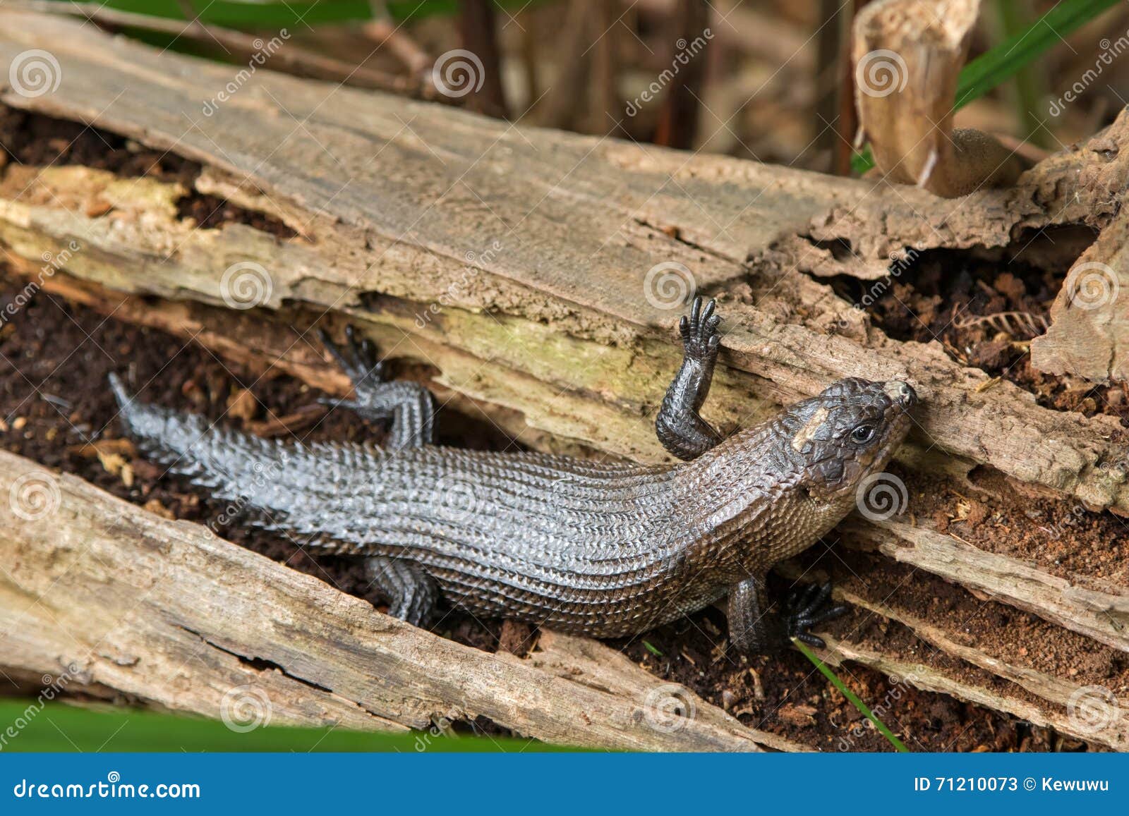 Gidgee Spiny-tailed Skink Egernia Stokesii Stock Photography ...