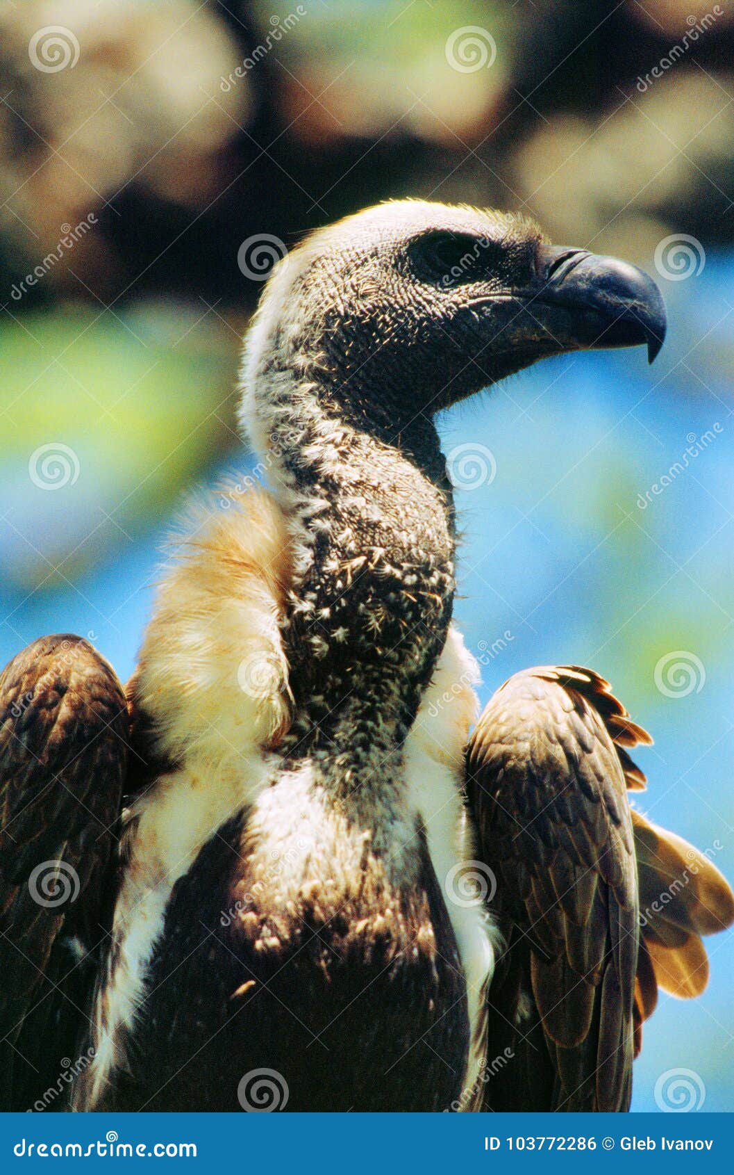 Gier stock foto. Image of kijk, roofdier, savanne, vogel - 103772286