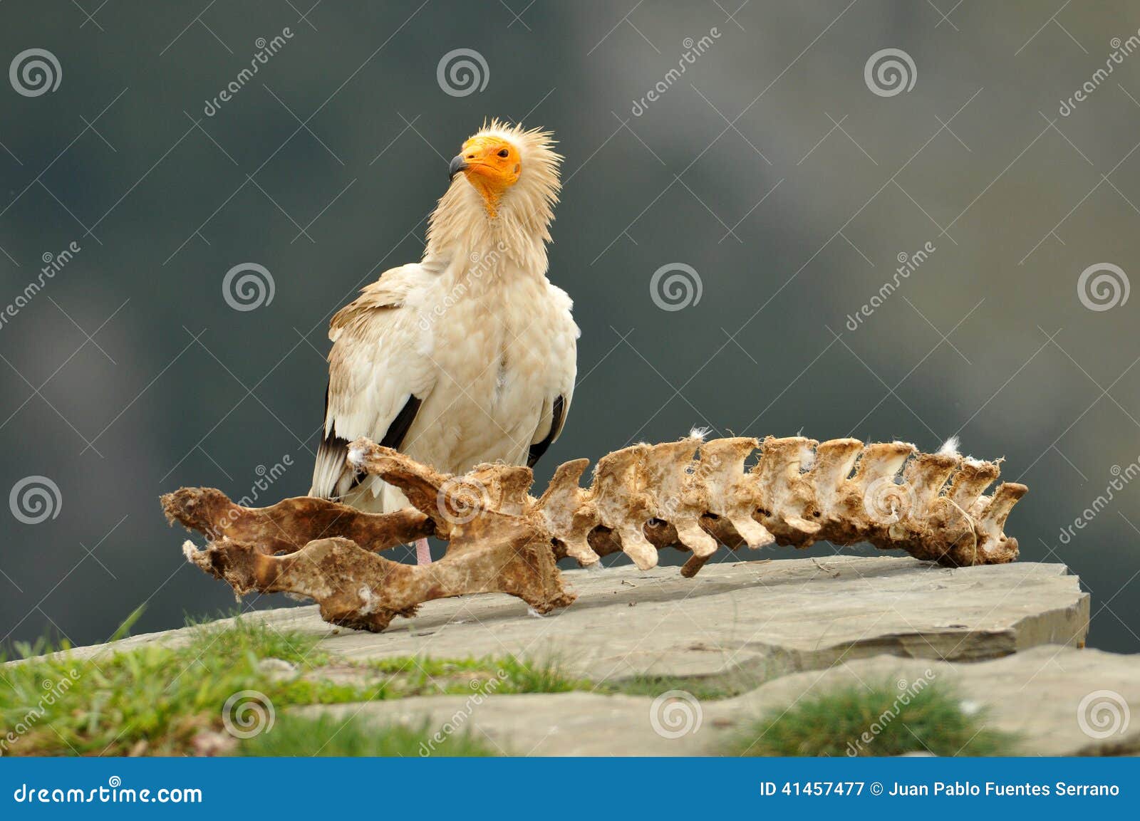 Gier stock afbeelding. Image of roofvogel, gebied, dier - 41457477