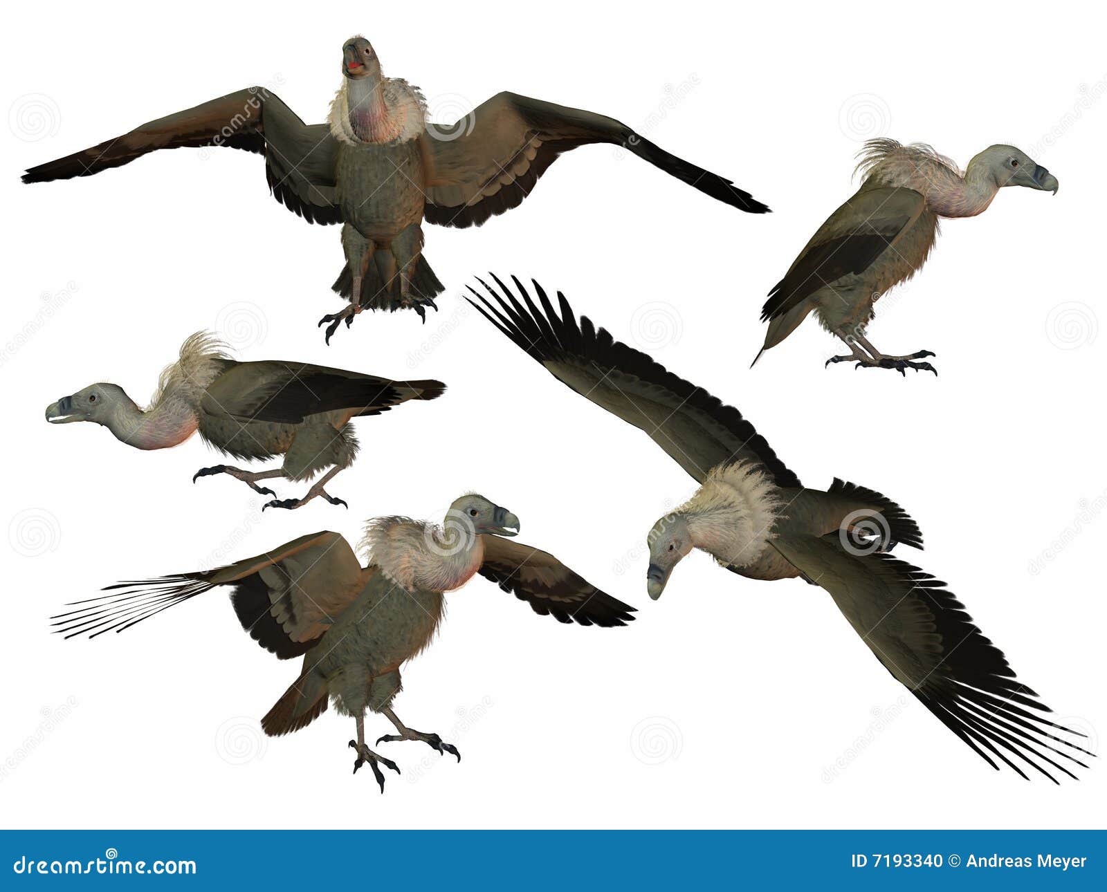 Gier stock illustratie. Illustration of veer, snel, woestijn - 7193340