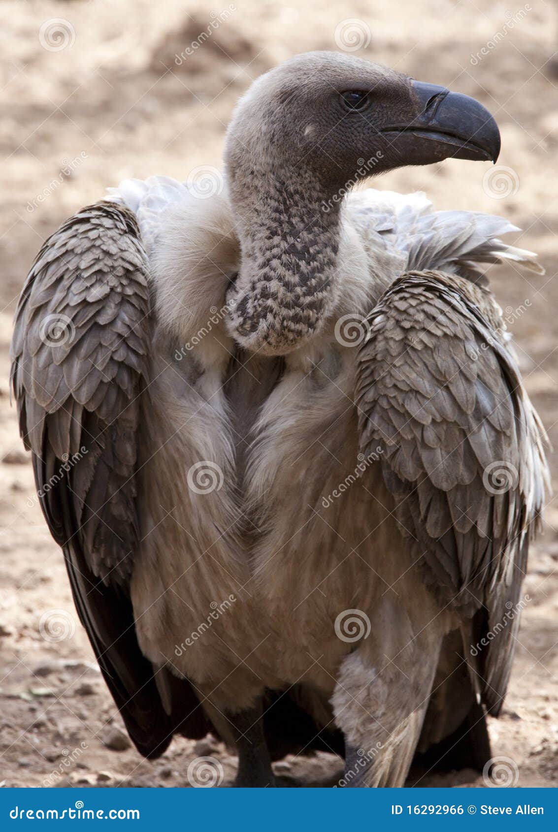 Gier met witte rug stock foto. Image of afrika, veren - 16292966