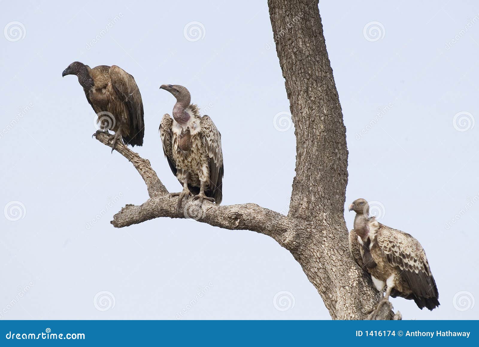 Gieren stock foto. Image of kenia, masai, boomstam, dier - 1416174