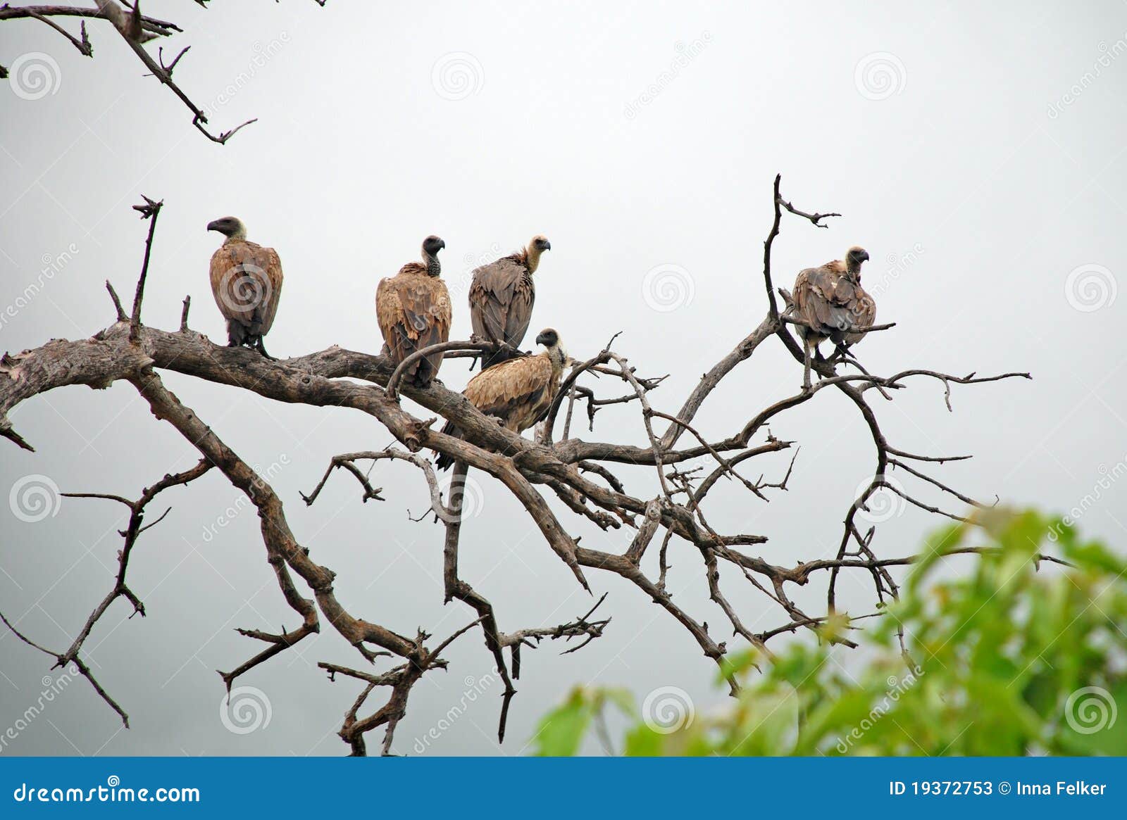 Gieren stock afbeelding. Image of afrika, vogels, veer - 19372753