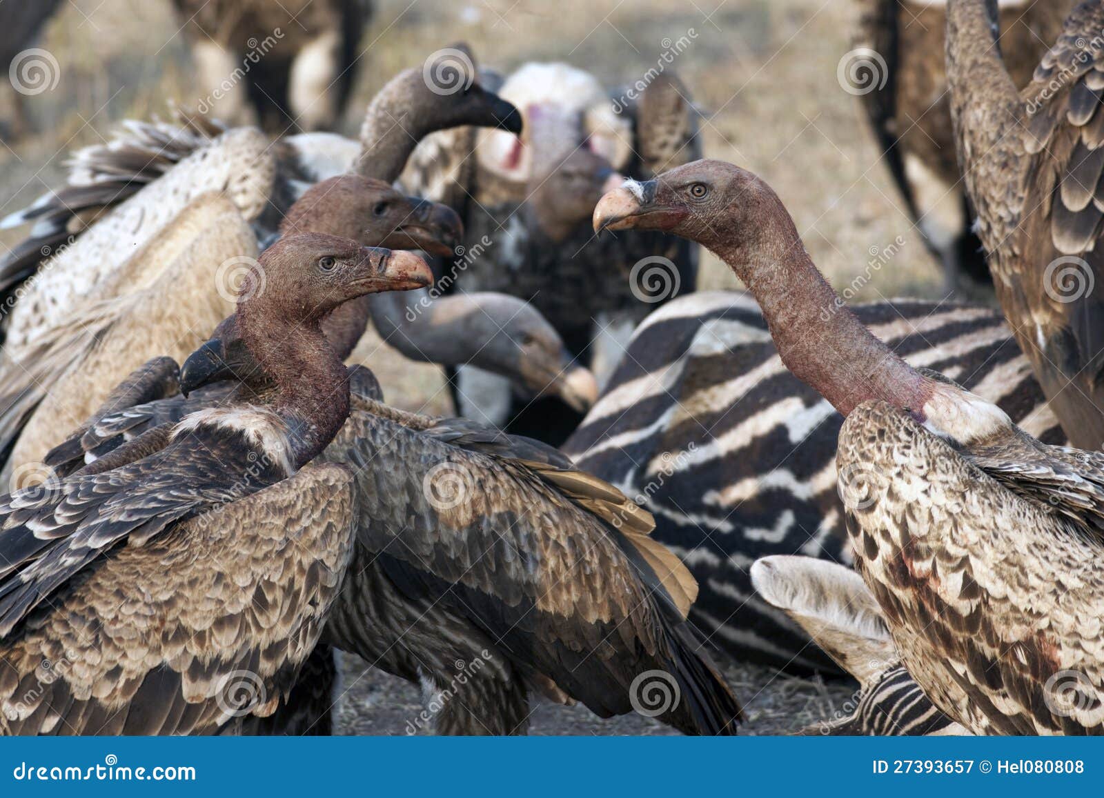 Gieren stock afbeelding. Image of voeding, dood, vogel - 27393657