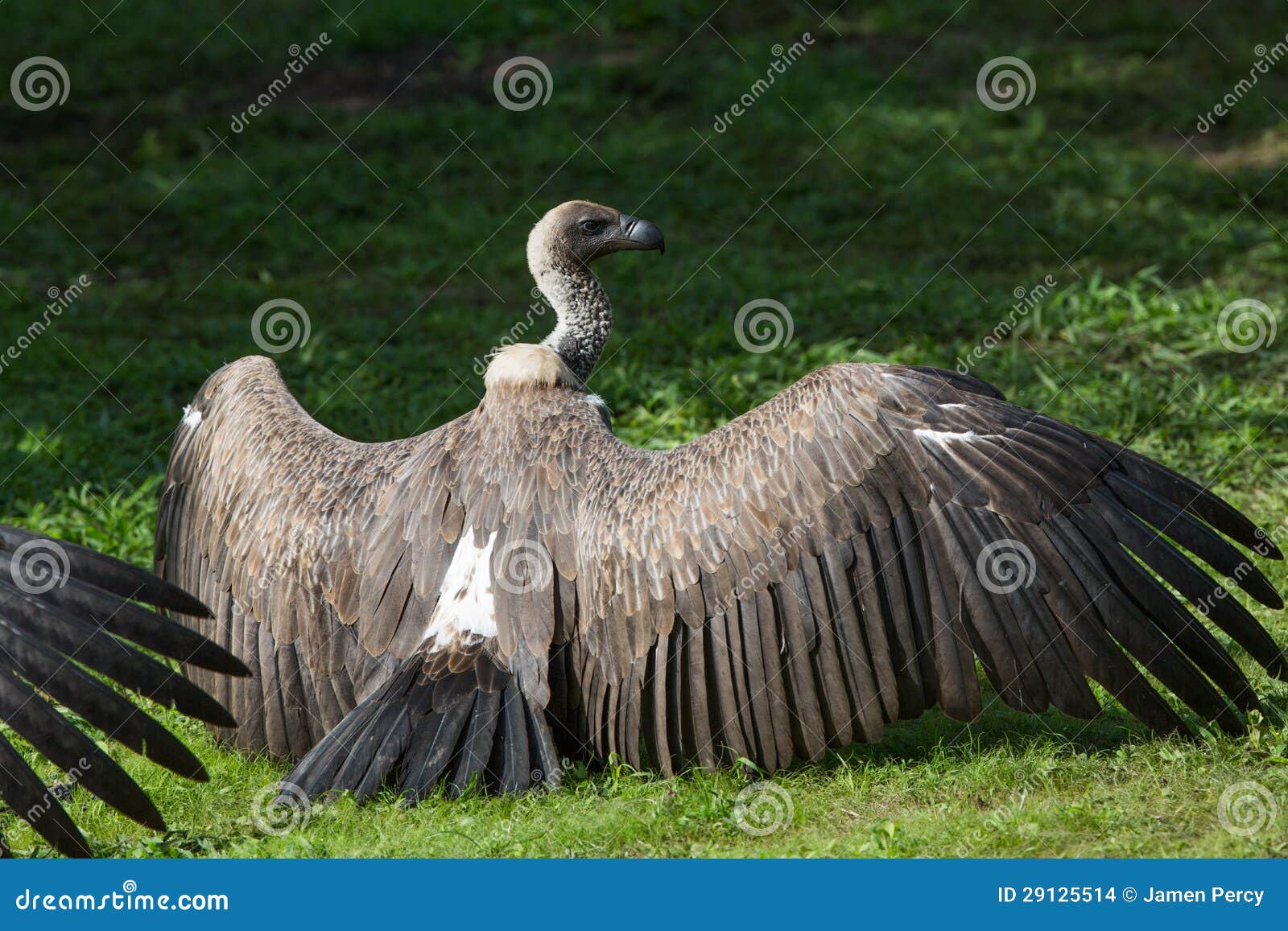 Gieren stock foto. Image of wild, karkas, prooi, tanzania - 29125514