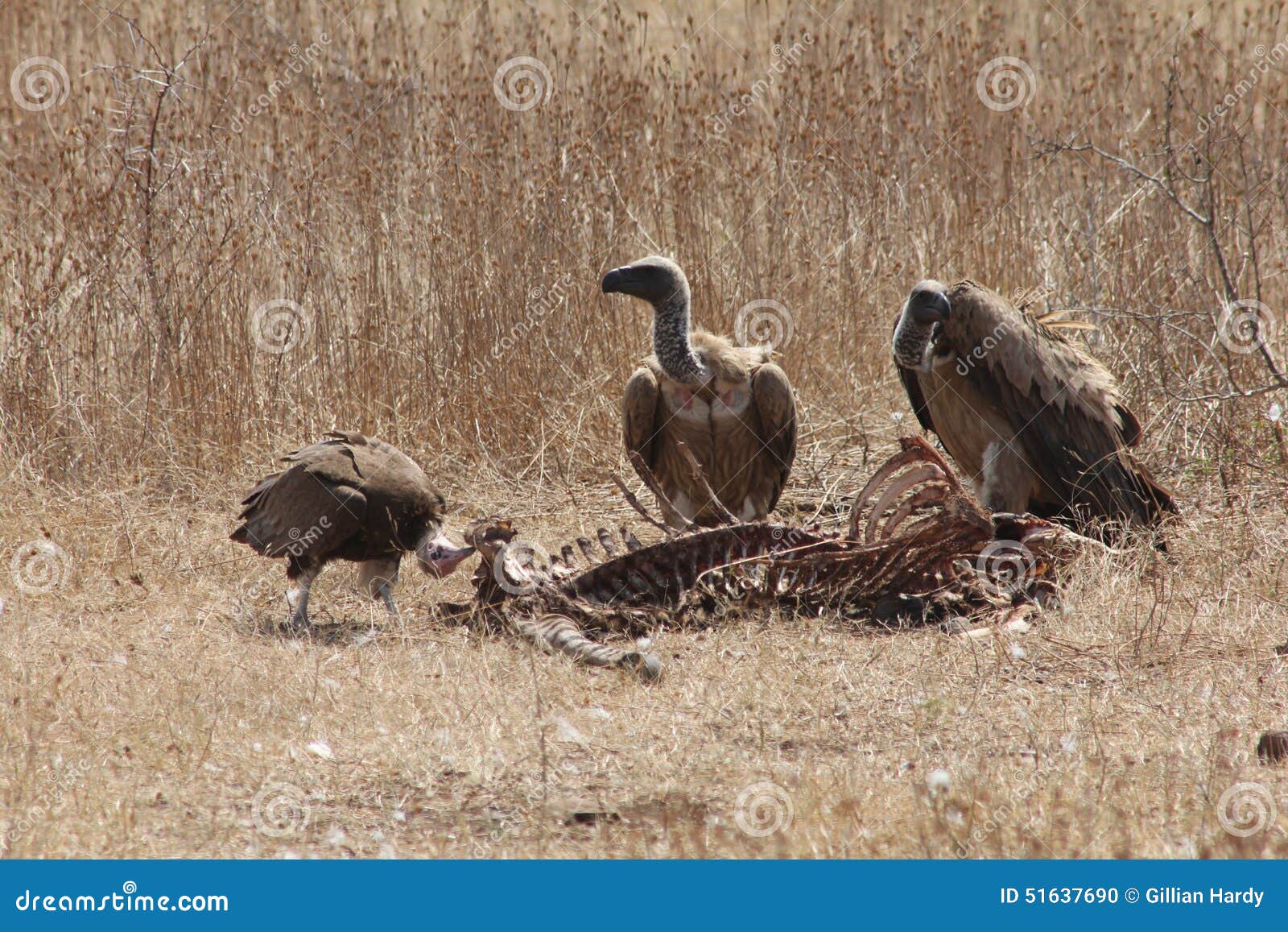 Gieren stock foto. Image of park, nave, hoofd, gras, distinctief - 51637690