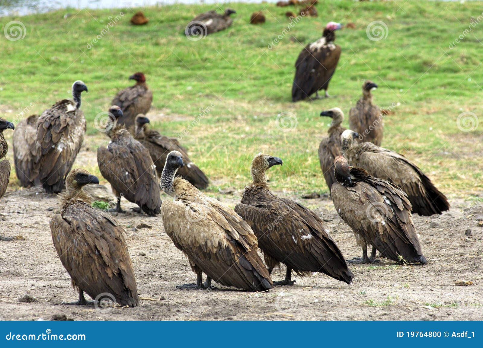 Gieren met witte rug stock foto. Image of foerageren - 19764800