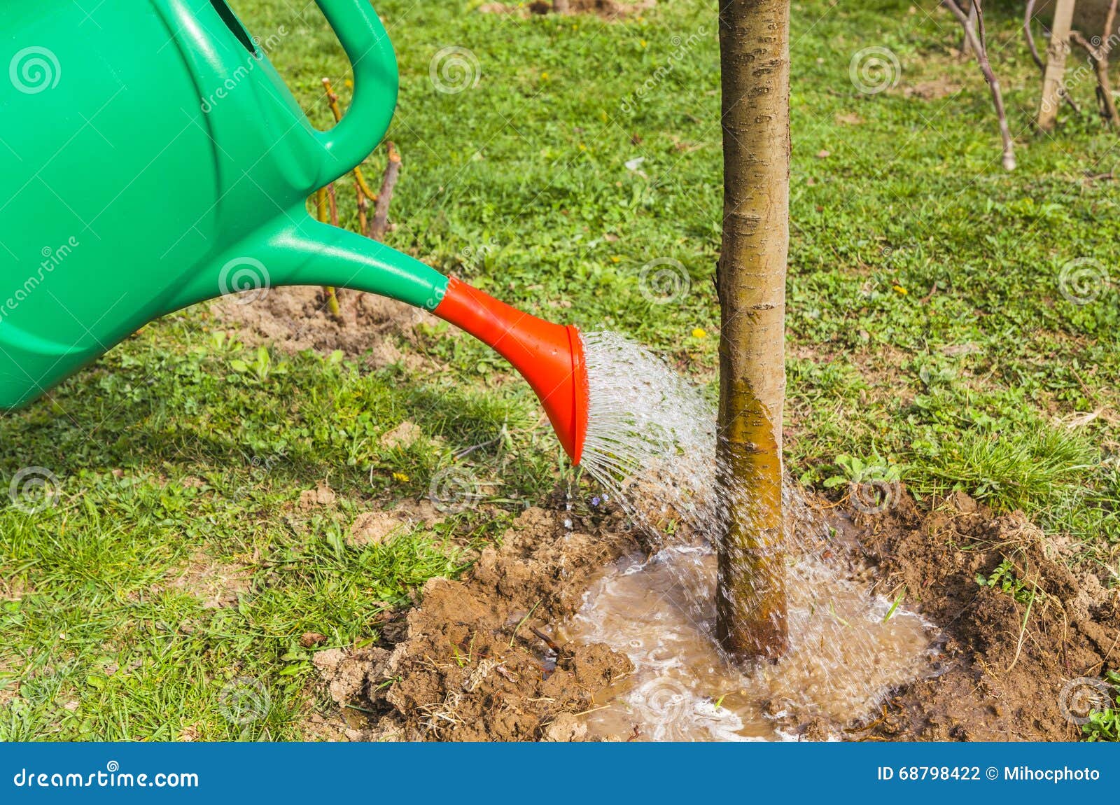 Gieter Gietend Water Op Boom Stock Foto - Image of plantkunde, tuin ...