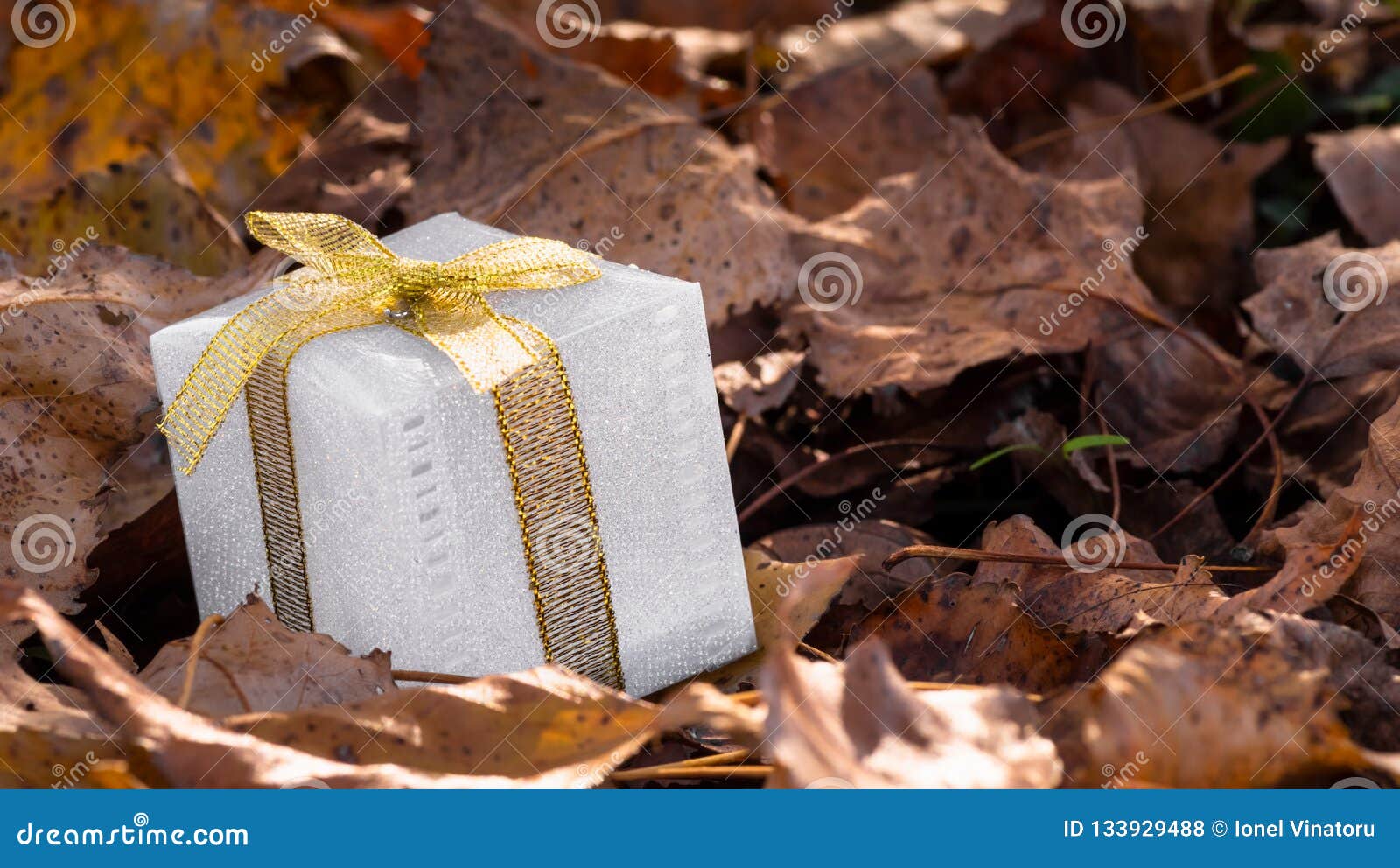 Gift Box with Natural Background of Leaves of Trees Fallen Stock Photo ...