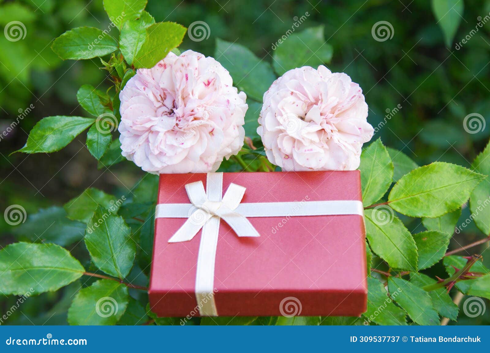 Gift Box with Pink Roses and Green Leaves on the Background Stock Image ...