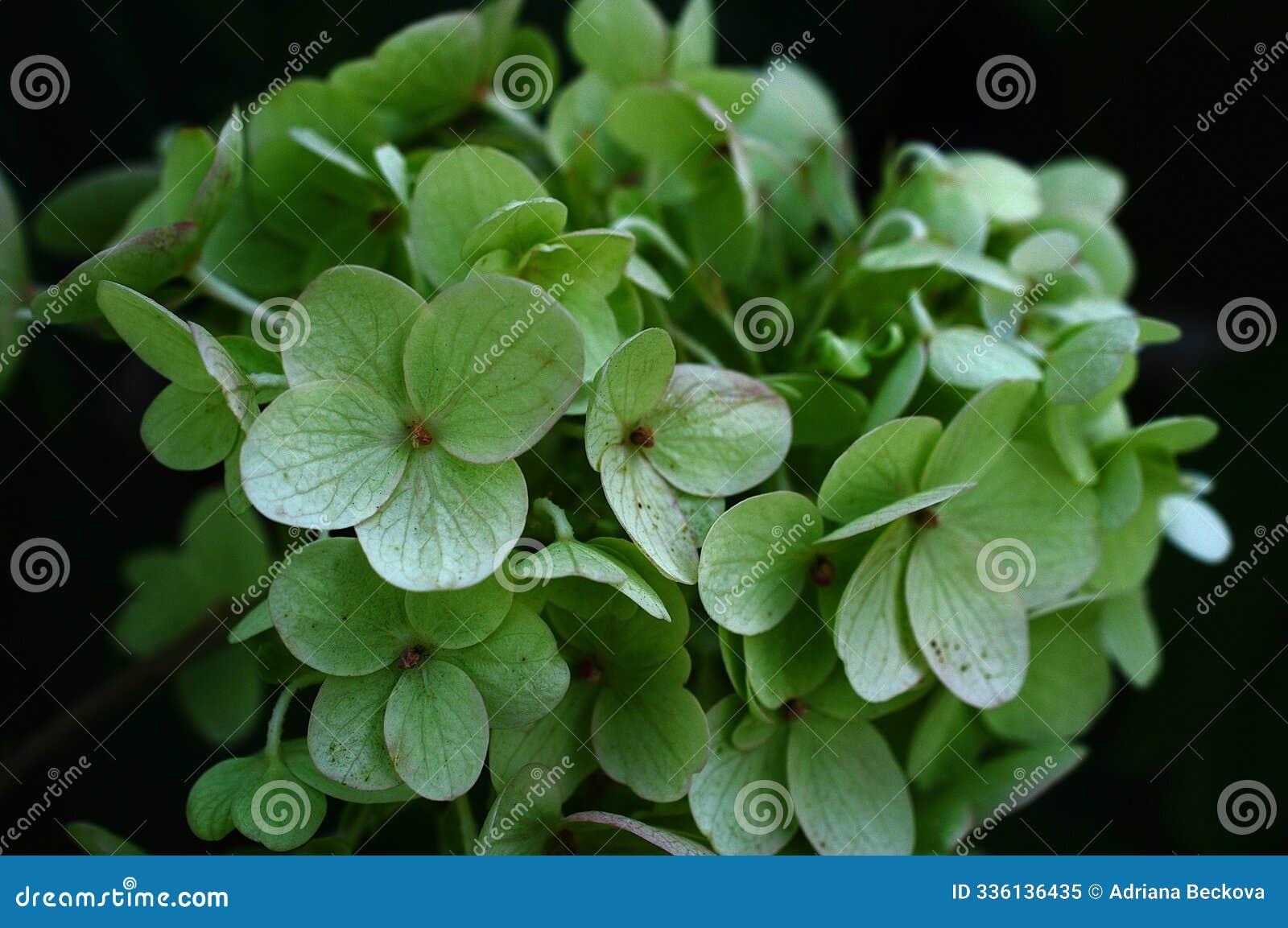 Pretty green flowers stock image. Image of petal, flower - 336136435