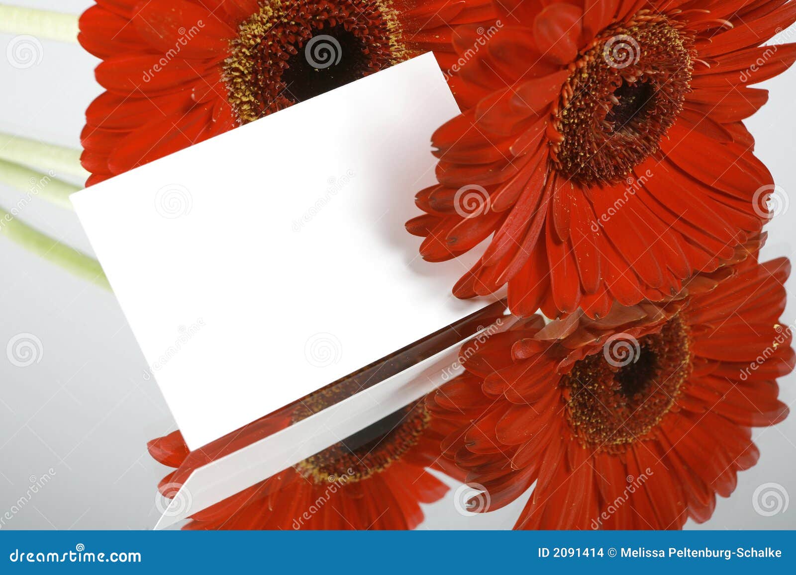 Gift card and red flowers stock photo. Image of posy, lover - 2091414