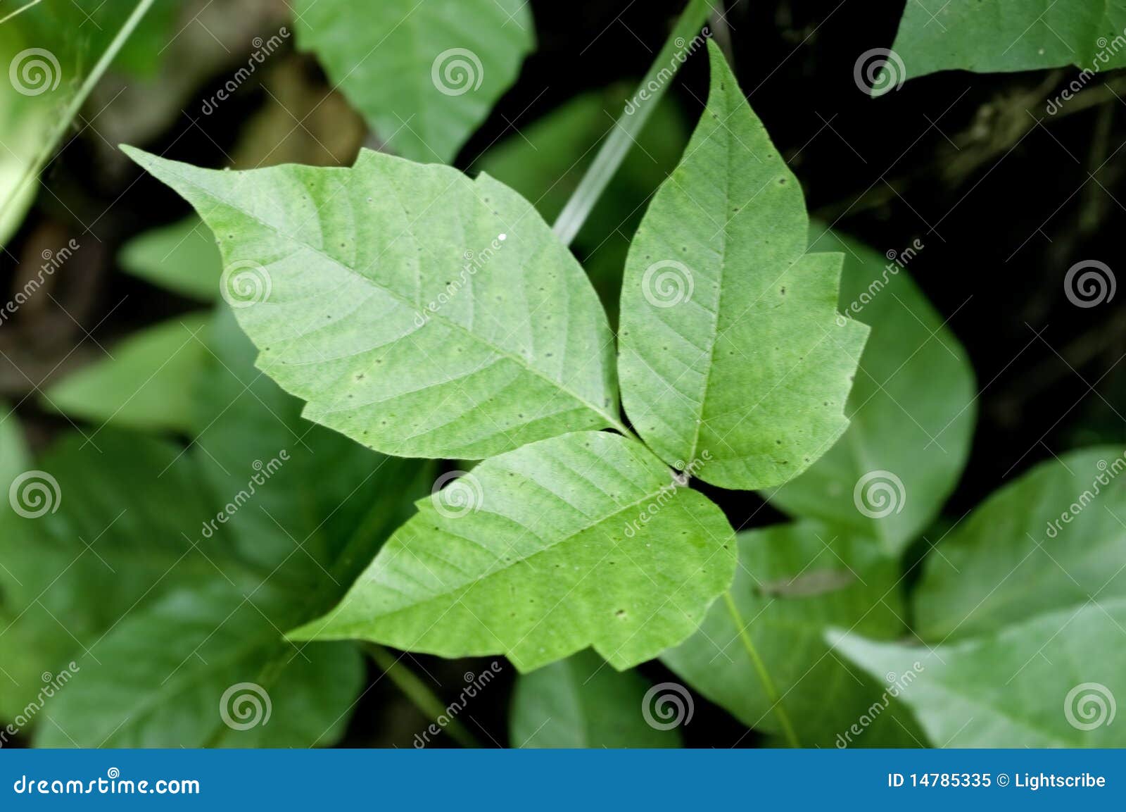 Gift-Efeu stockbild. Bild von wachsen, sonderkommando - 14785335