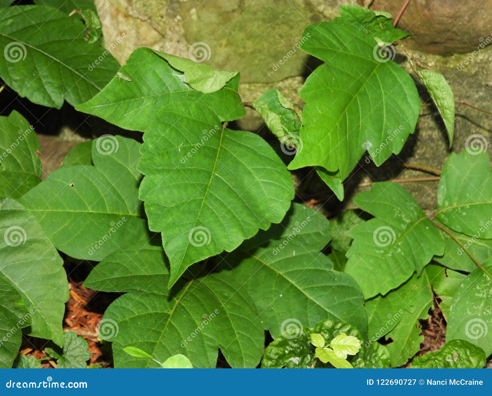 Gift-Efeu Kann Die Glatten Oder Geformten Ränder Haben Stockbild - Bild ...