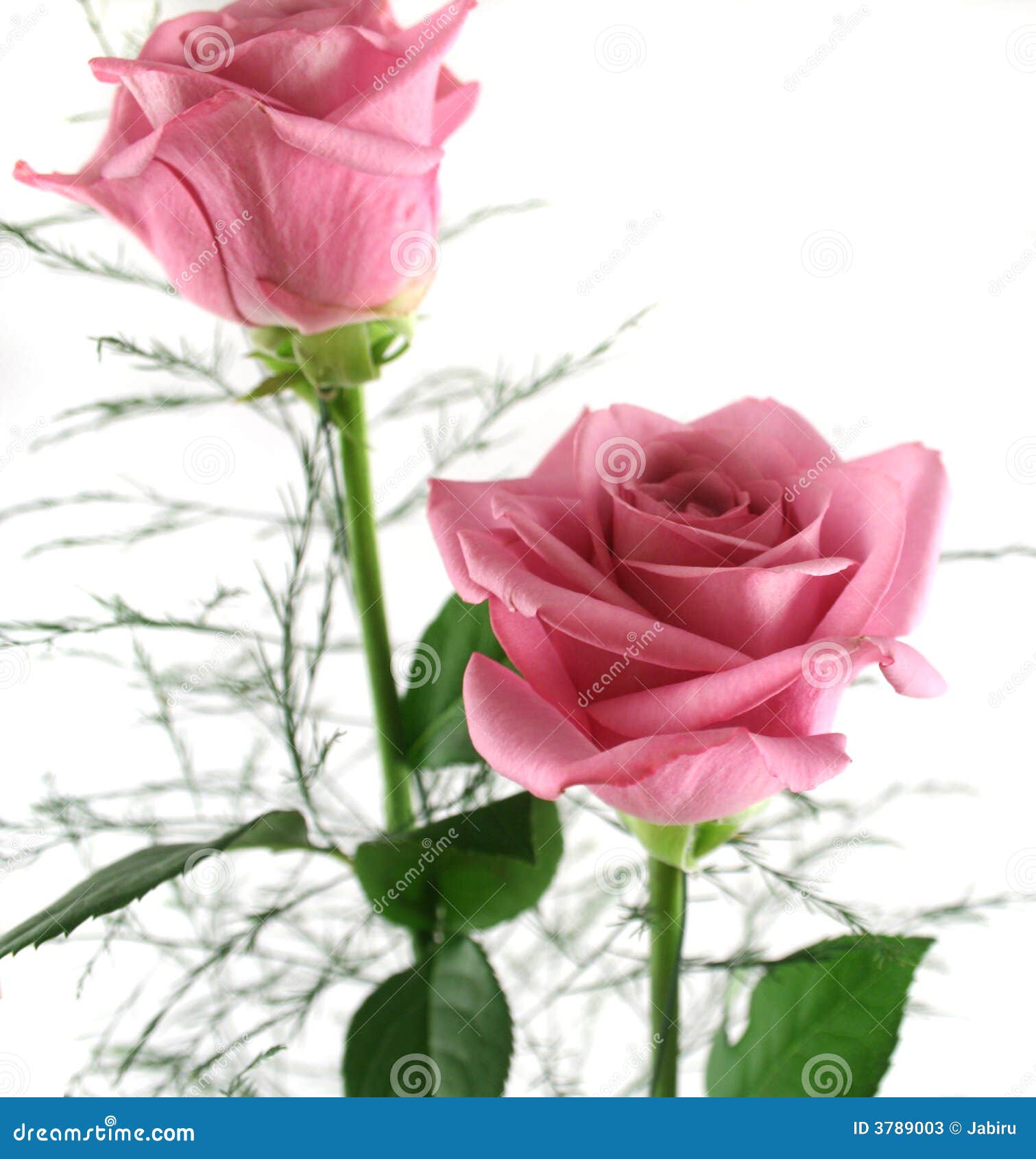 Gift Roses 2 stock image. Image of give, leaves, occasion - 3789003
