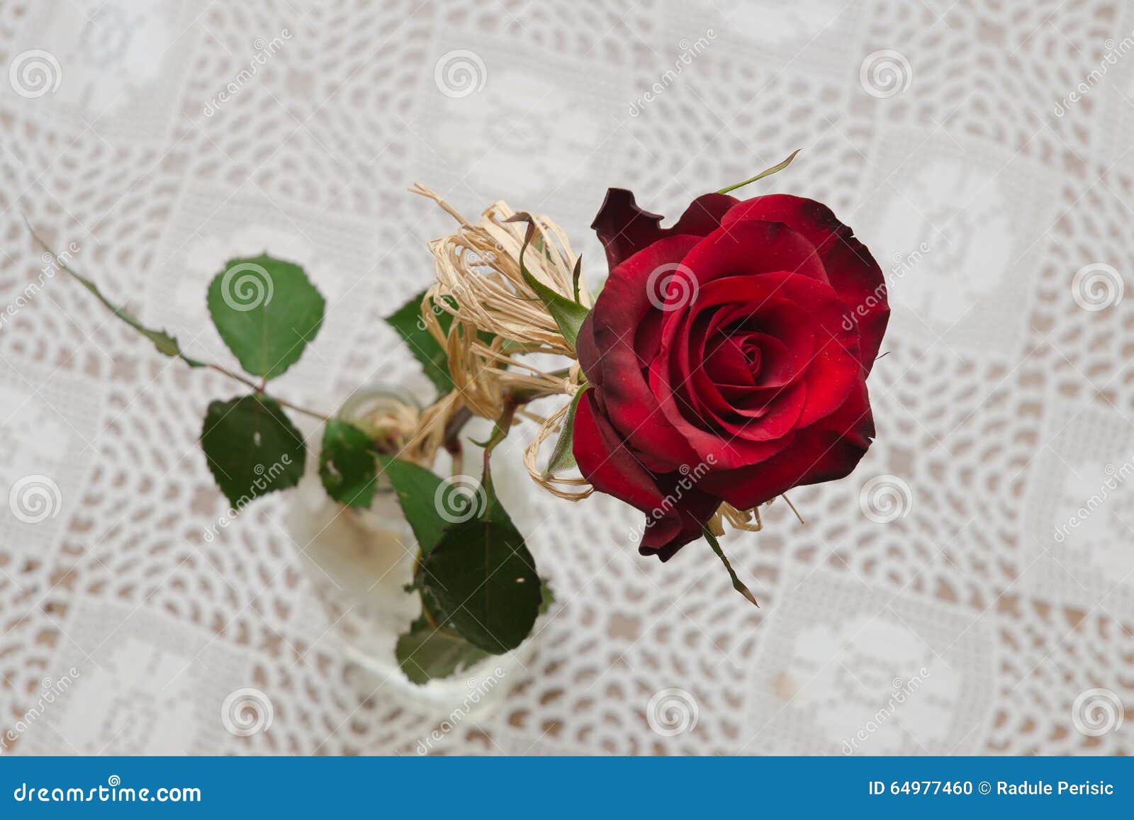 Gift rouse stock photo. Image of troth, rose, flower - 64977460
