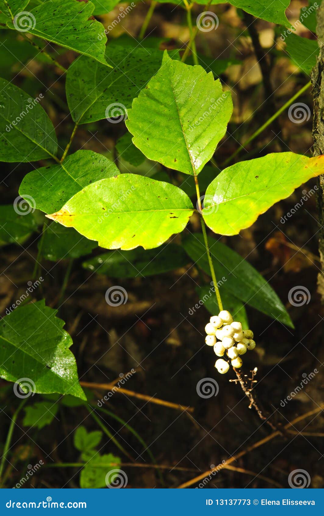 Giftefeu stockbild. Bild von umwelt, efeu, beere, wald - 13137773