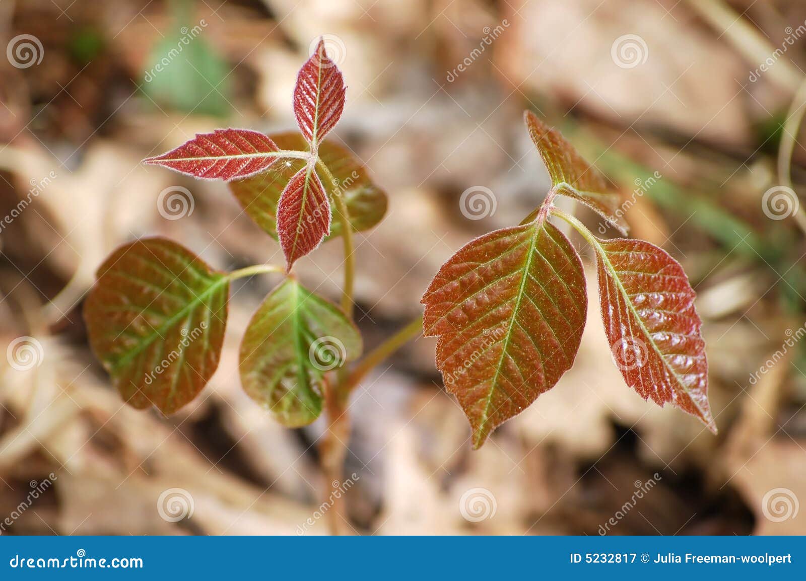 Giftefeu stockbild. Bild von entzündung, blätter, giftig - 5232817