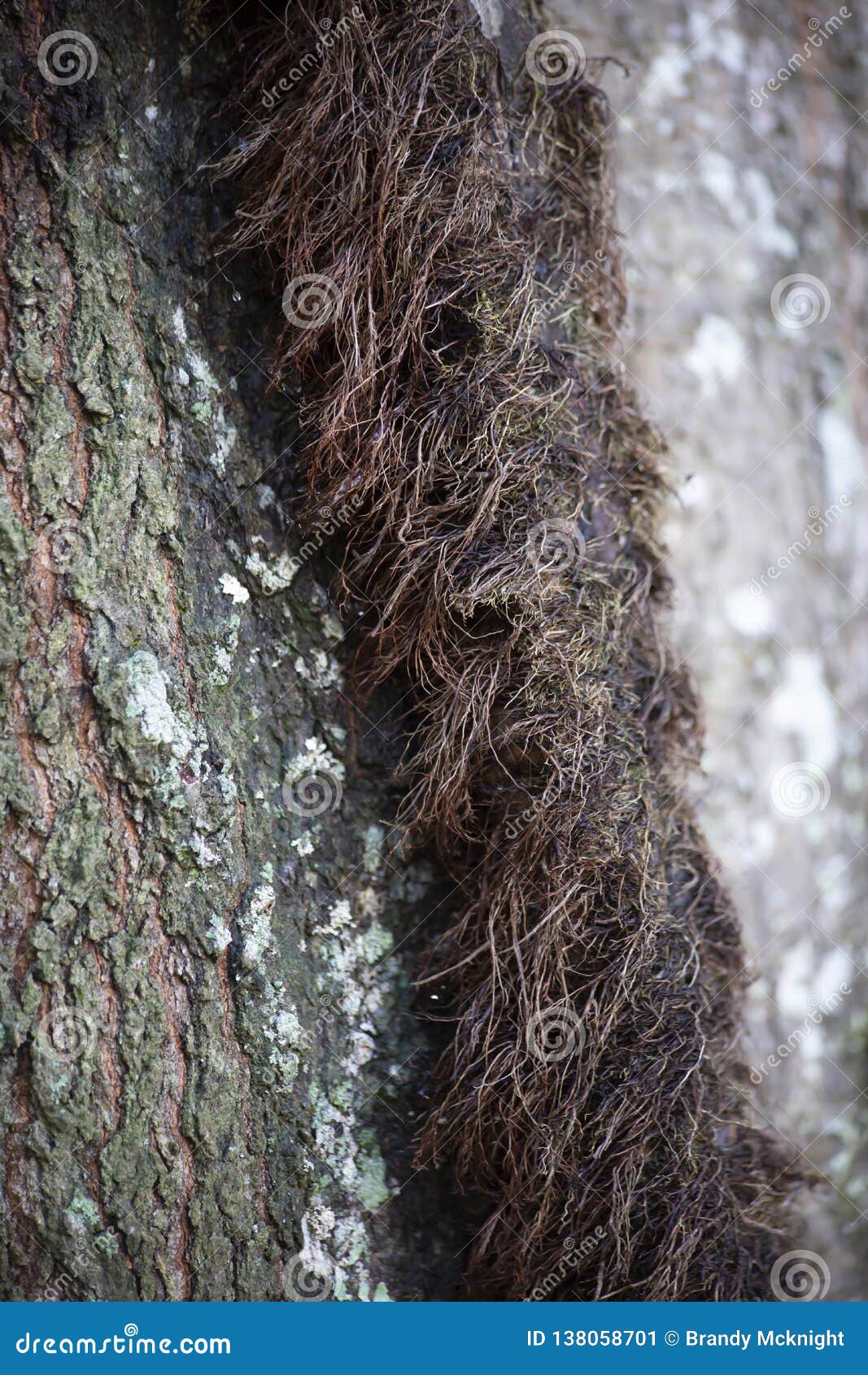 Giftefeu, Der Einen Baum Heranwächst Stockbild - Bild von wachstum ...