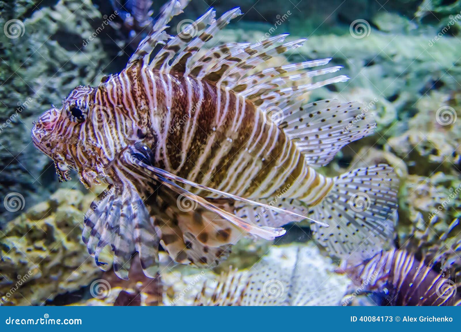 Giftig exotisk fisk fotografering för bildbyråer. Bild av liggande ...