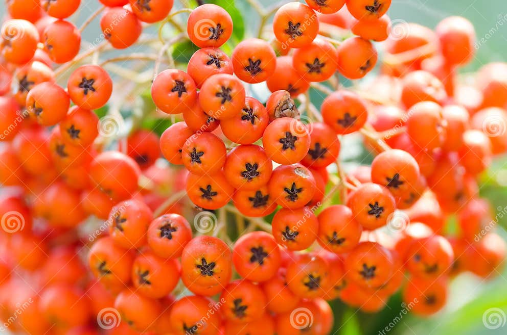 Giftige Bessen stock afbeelding. Image of struiken, aronskelk - 33047725