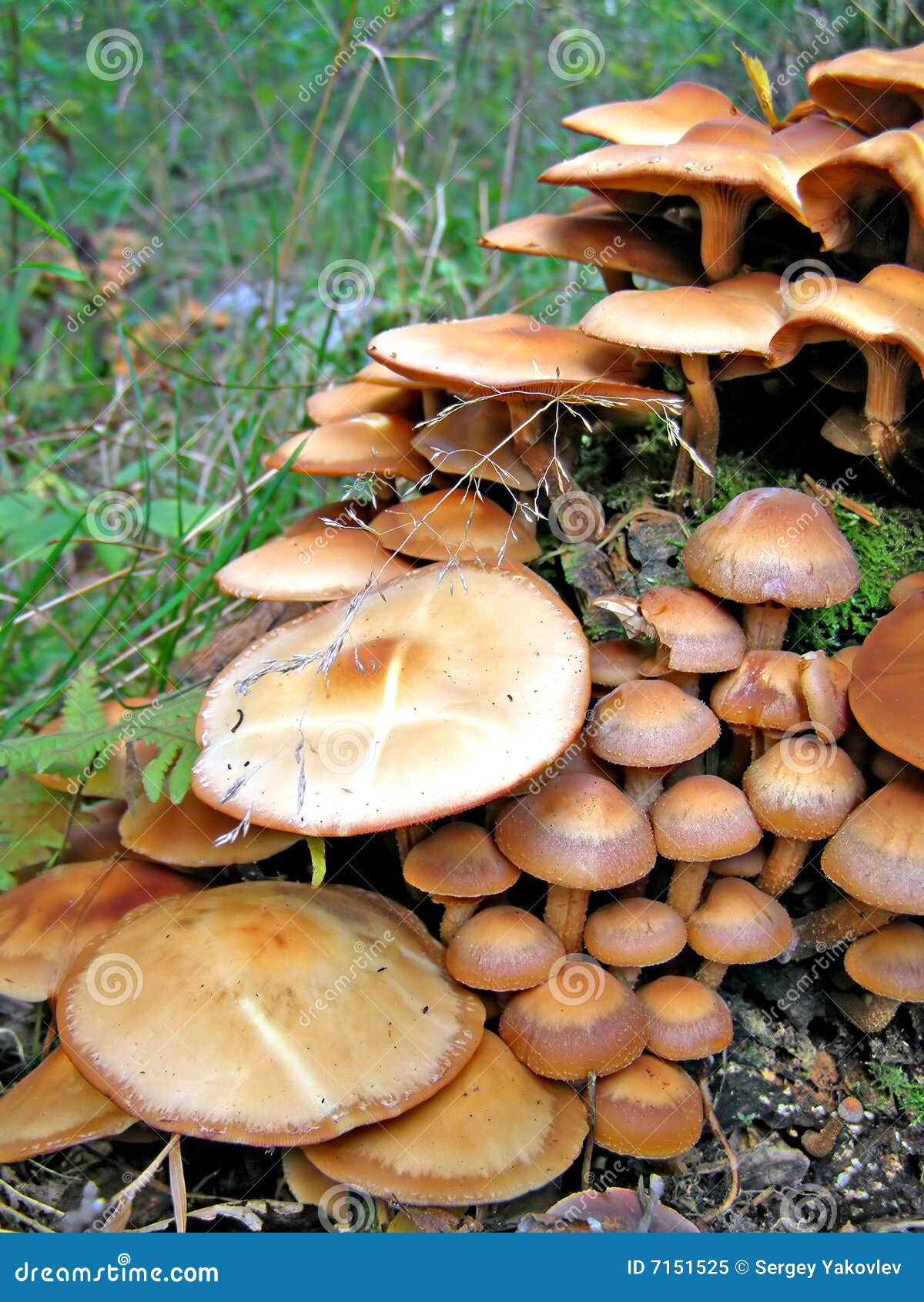 Giftige Pilze stockbild. Bild von blüte, gift, wachsen - 7151525