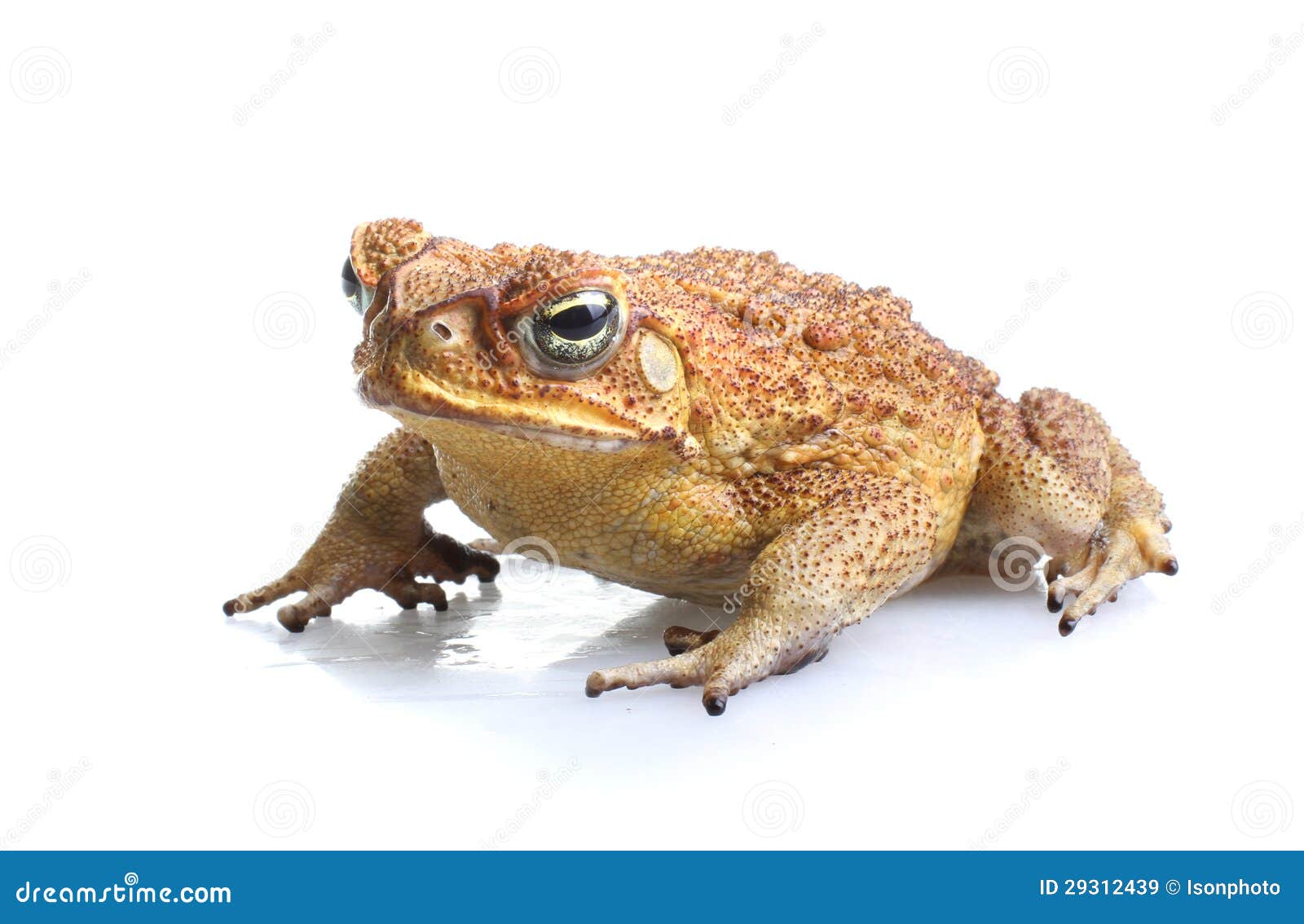 Giftige rietpad stock afbeelding. Image of ongedierte - 29312439