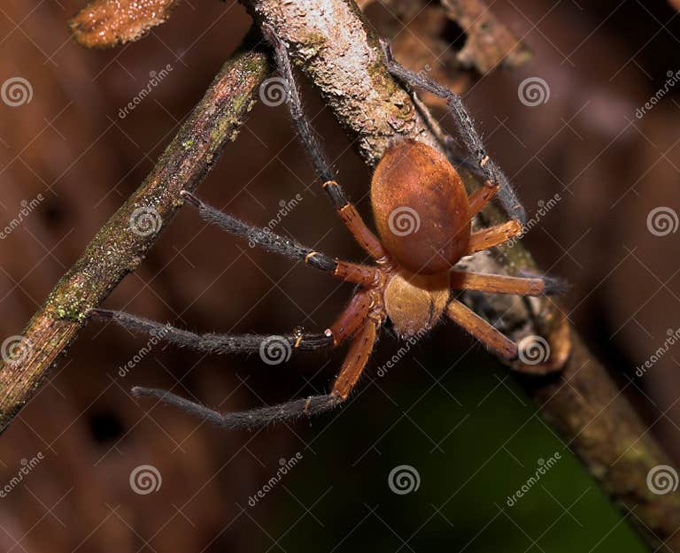Giftige Rode Spin stock afbeelding. Image of nave, ecuador - 234321