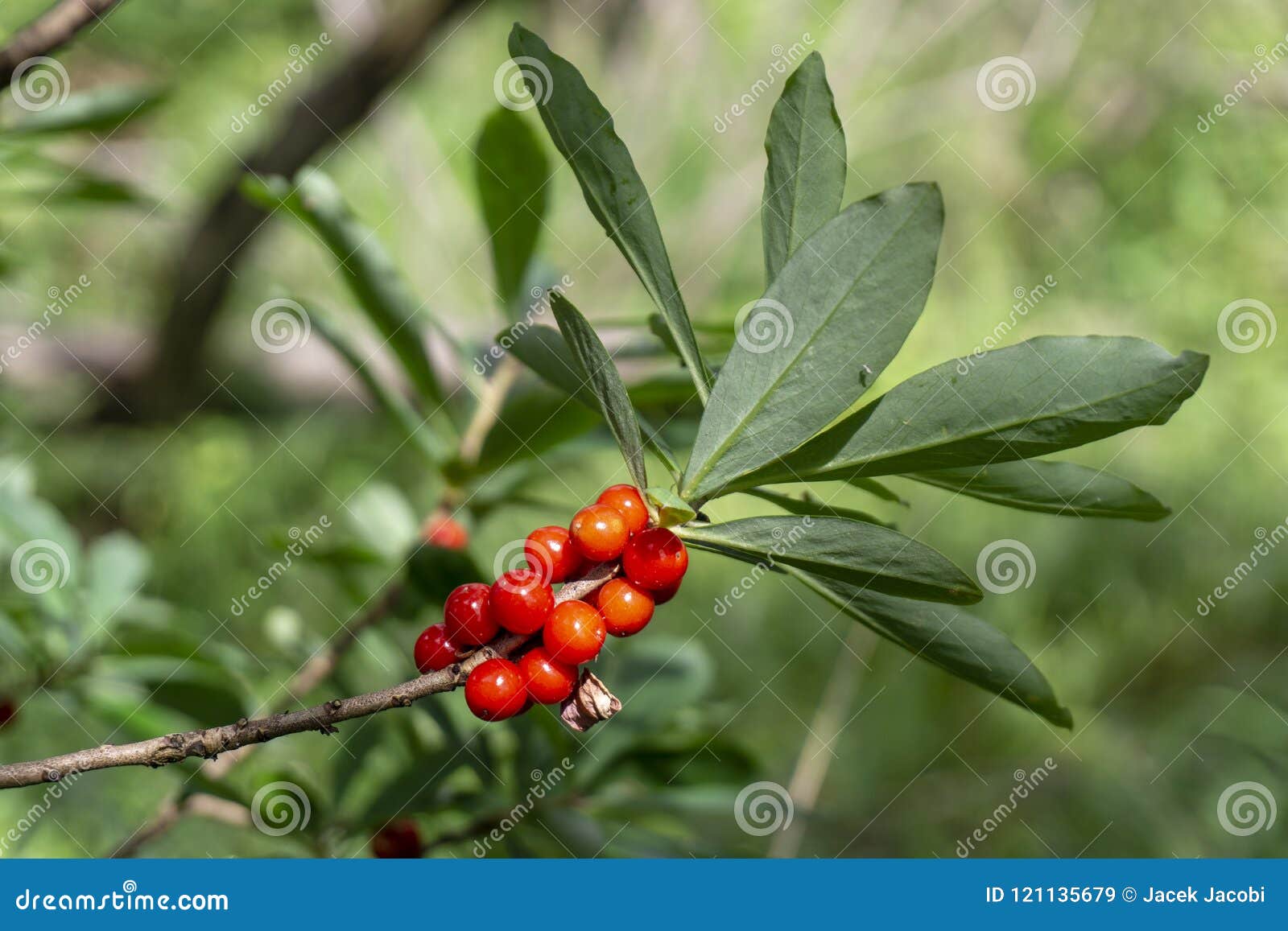 Giftige Rode Vruchten Van Daphne-mezereum Stock Afbeelding - Image of ...