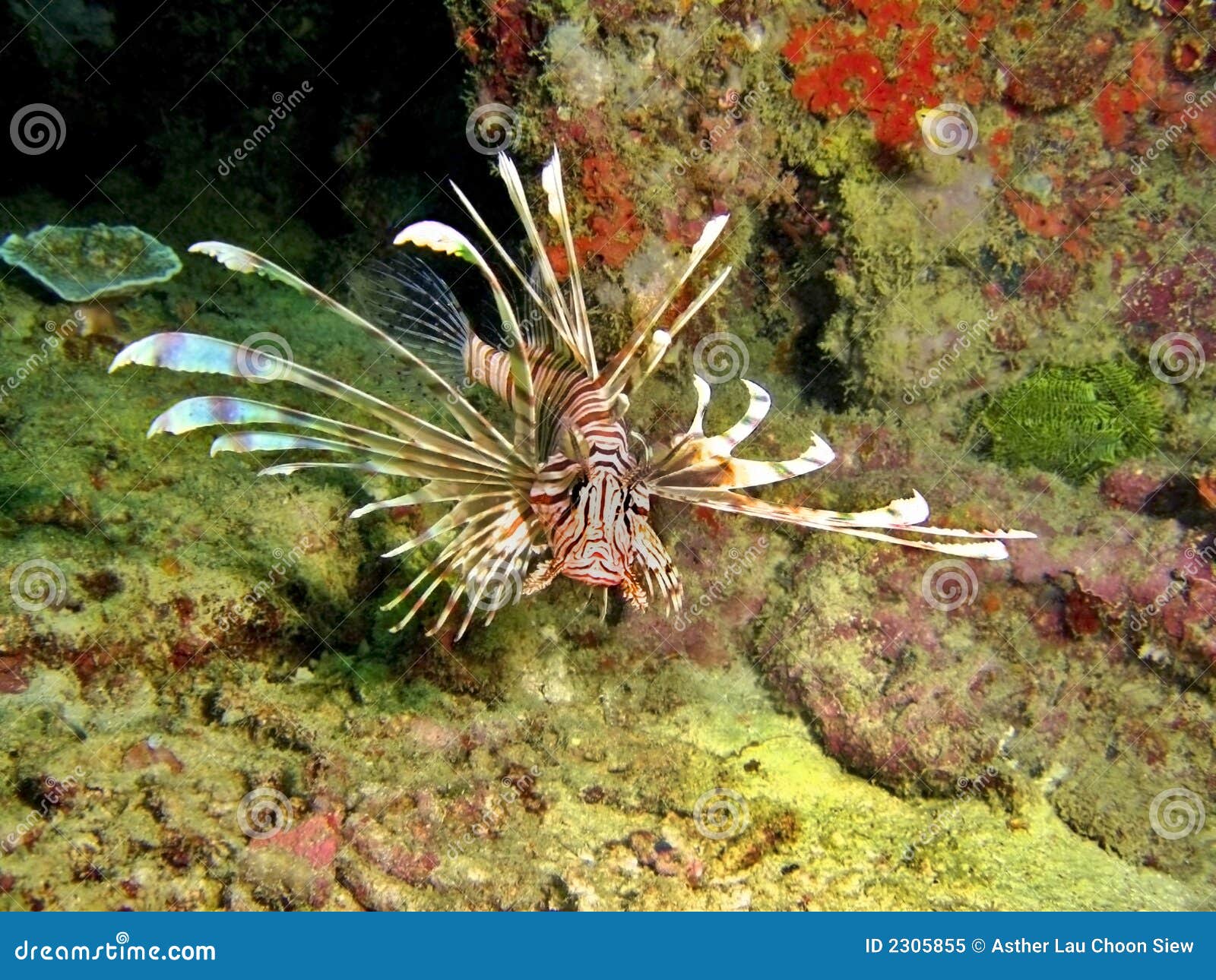 Giftiger Lionfish stockbild. Bild von meer, marinesoldat - 2305855