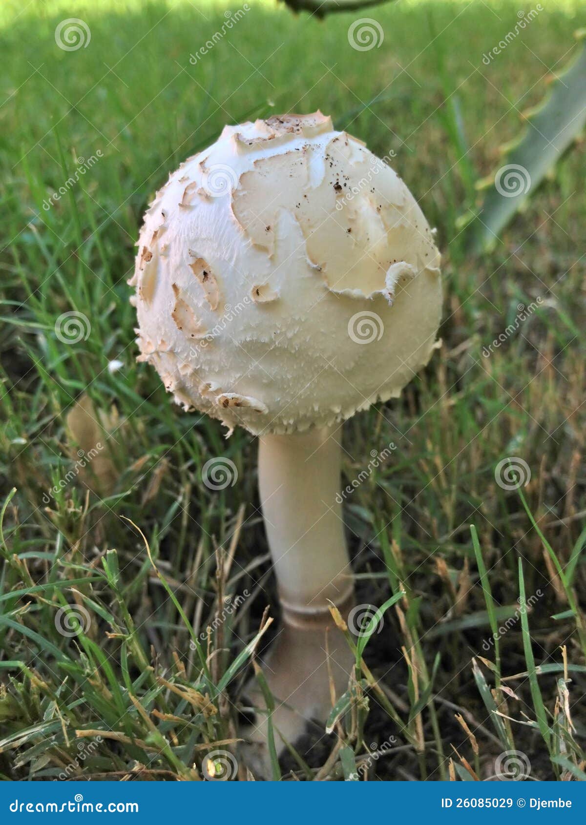 Giftiger Pilz stockbild. Bild von knolle, gemüse, gift - 26085029