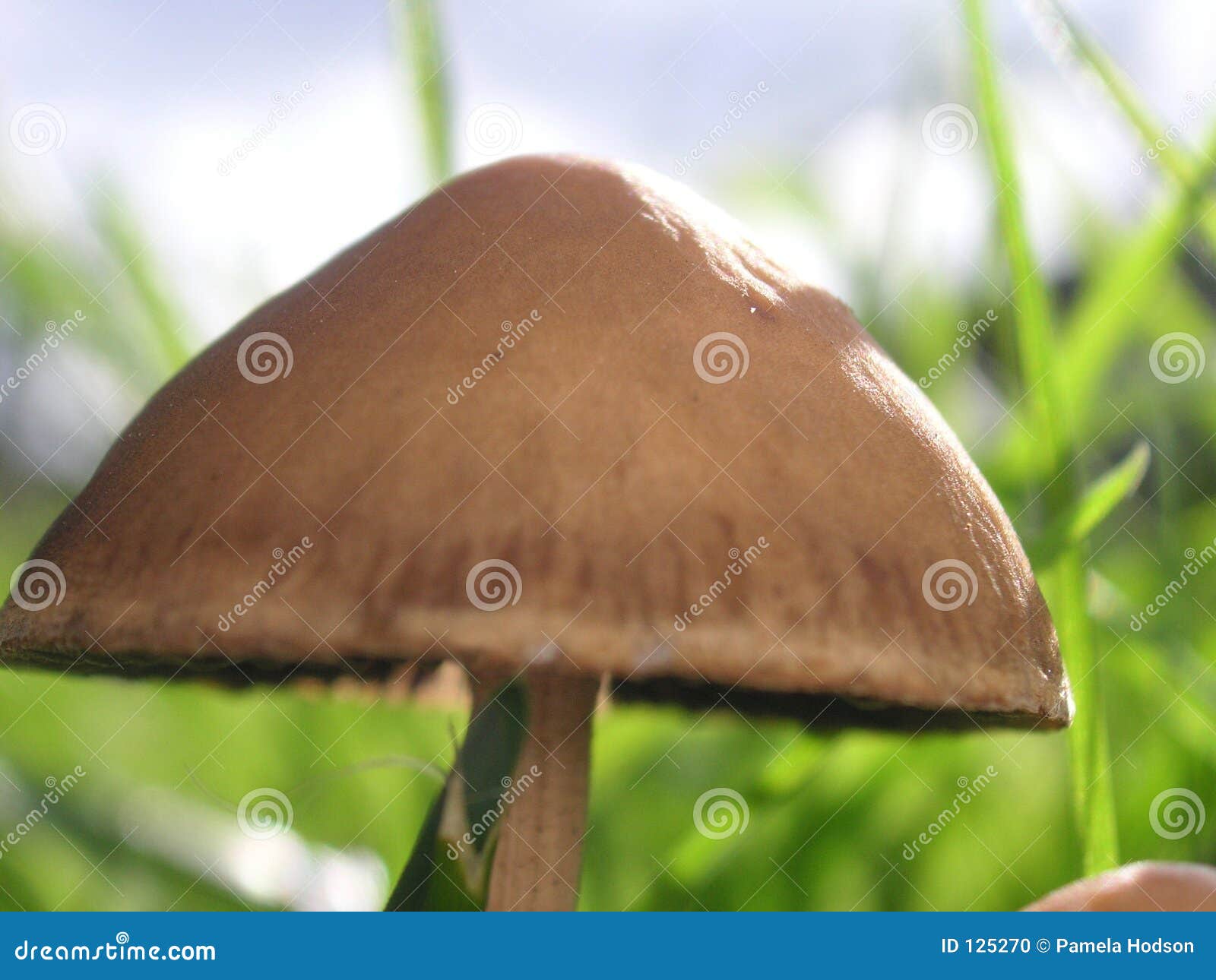 Giftpilz Bild. Bild: 125270