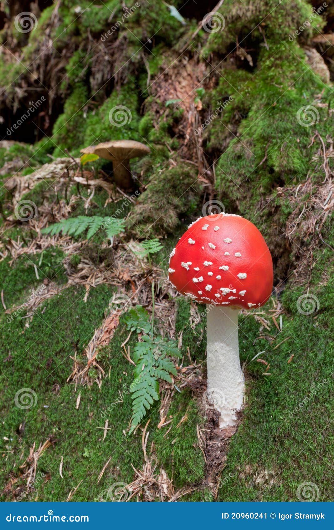 Giftpilz stockbild. Bild von betrieb, beschmutzt, organisch - 20960241