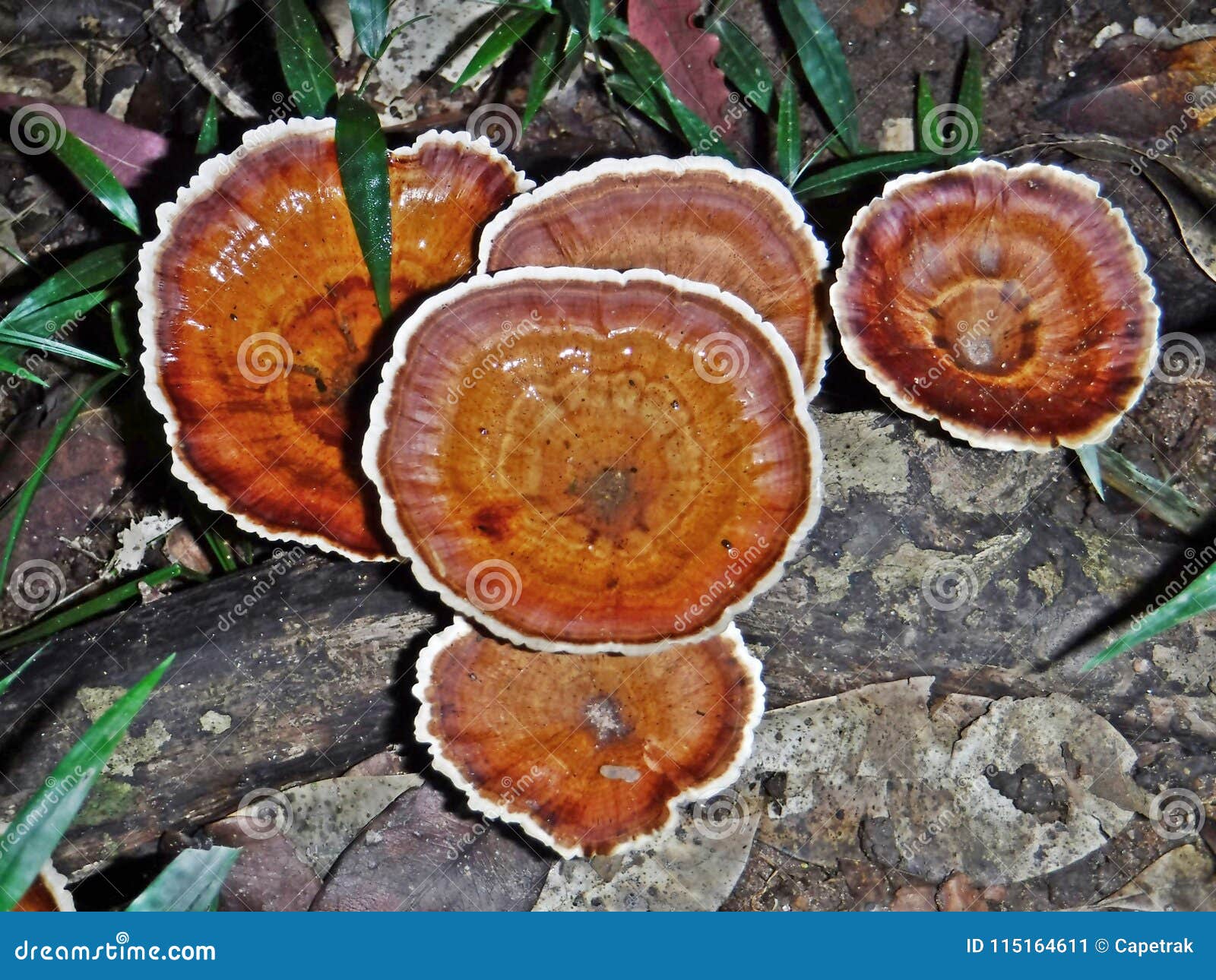 Giftpilze auf einem Klotz stockbild. Bild von pilz, vorbehalt - 115164611